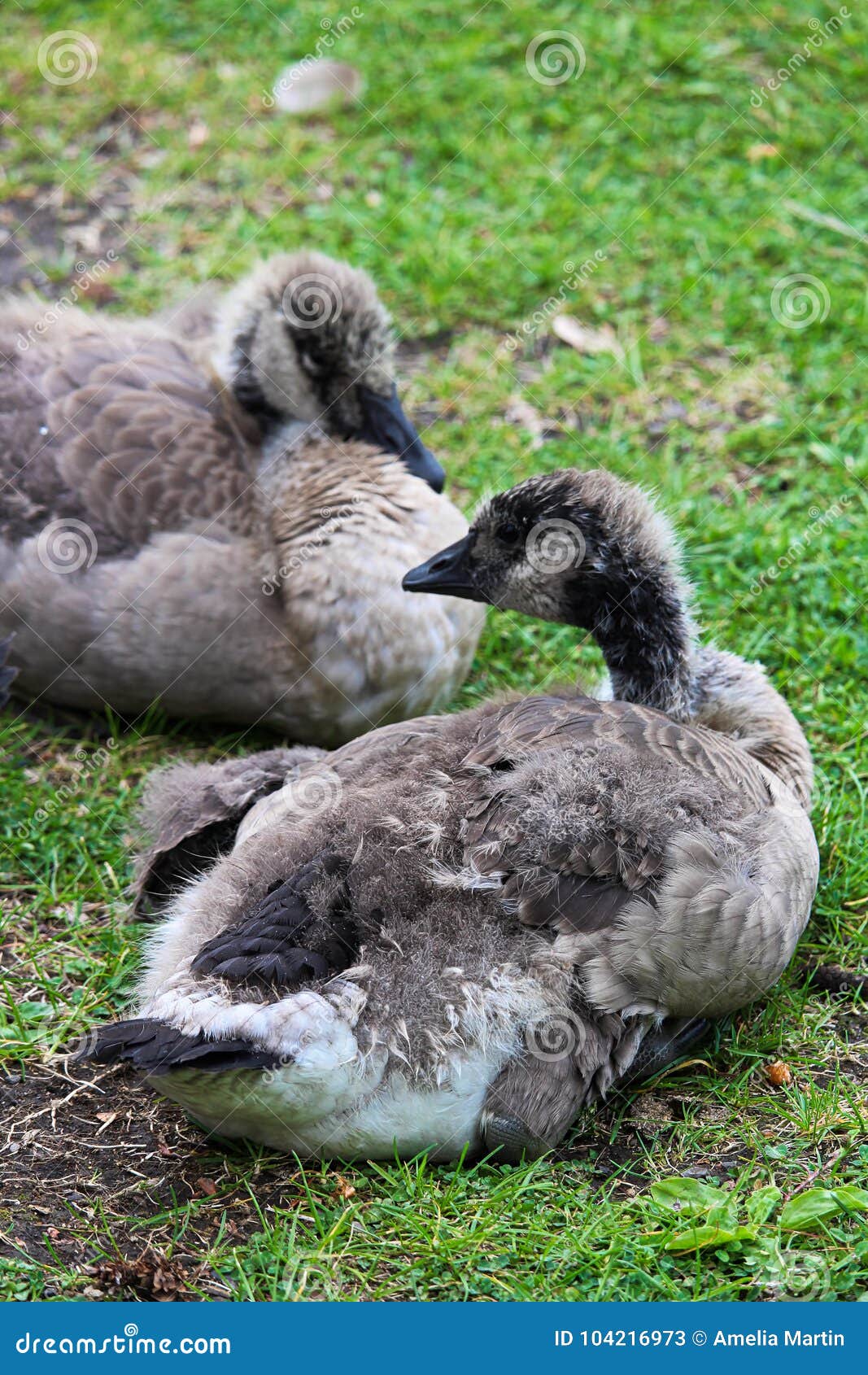 Two Ugly Juvenile Canada Geese Sitting on the Grass Stock Image - Image ...