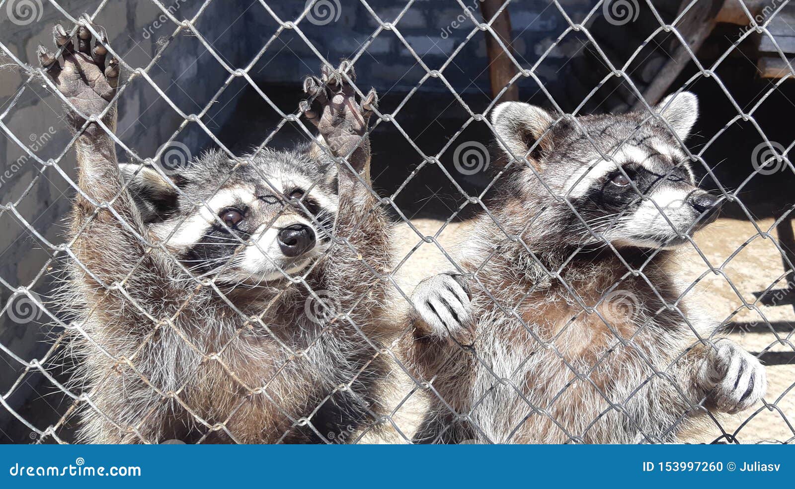 Two Unfortunate Sad Raccoons Behind Bars in Captivity Stock Photo ...