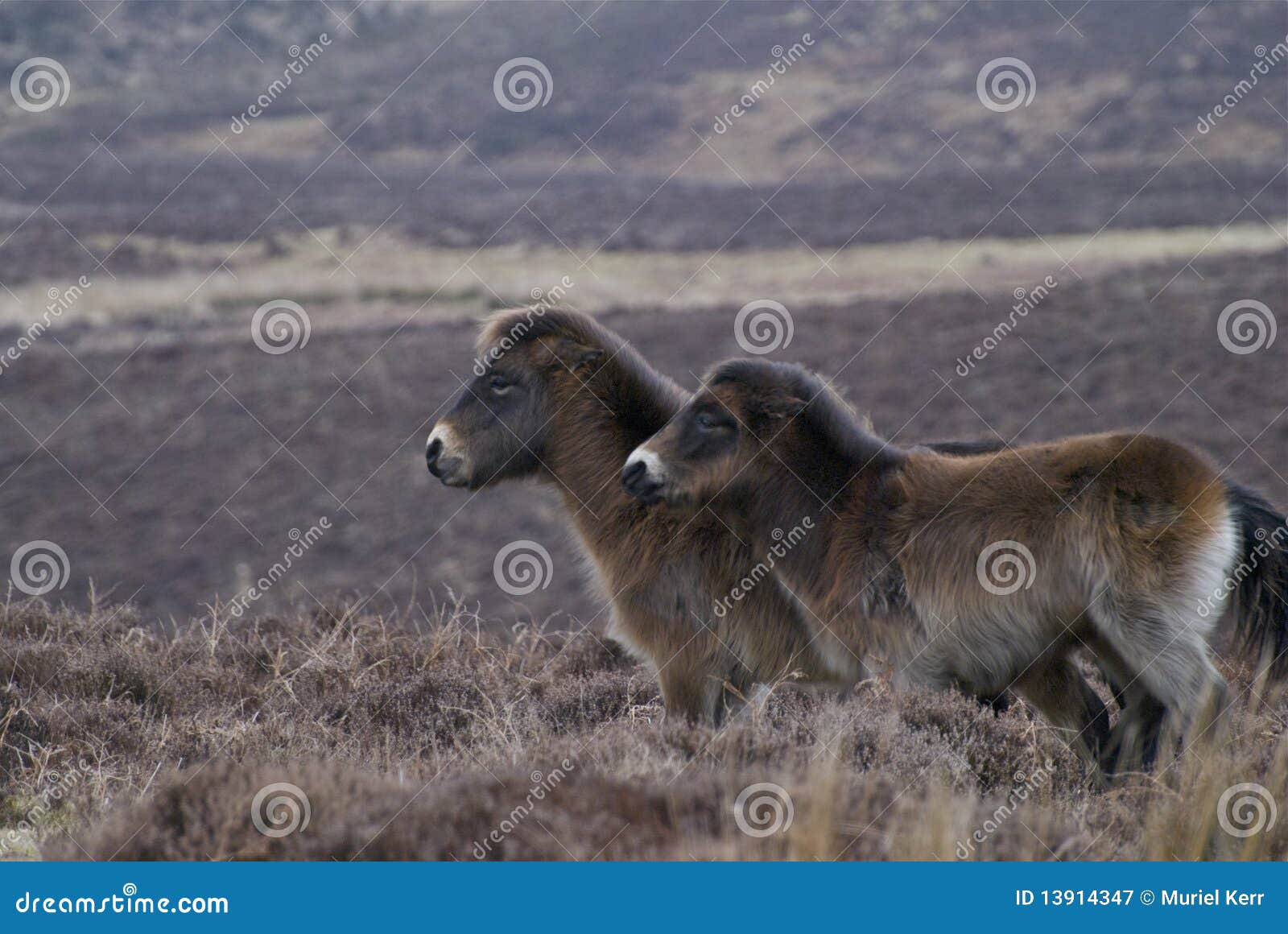 Two Unique Ponies of Exmoor Stock Image - Image of shaggy, devon: 13914347