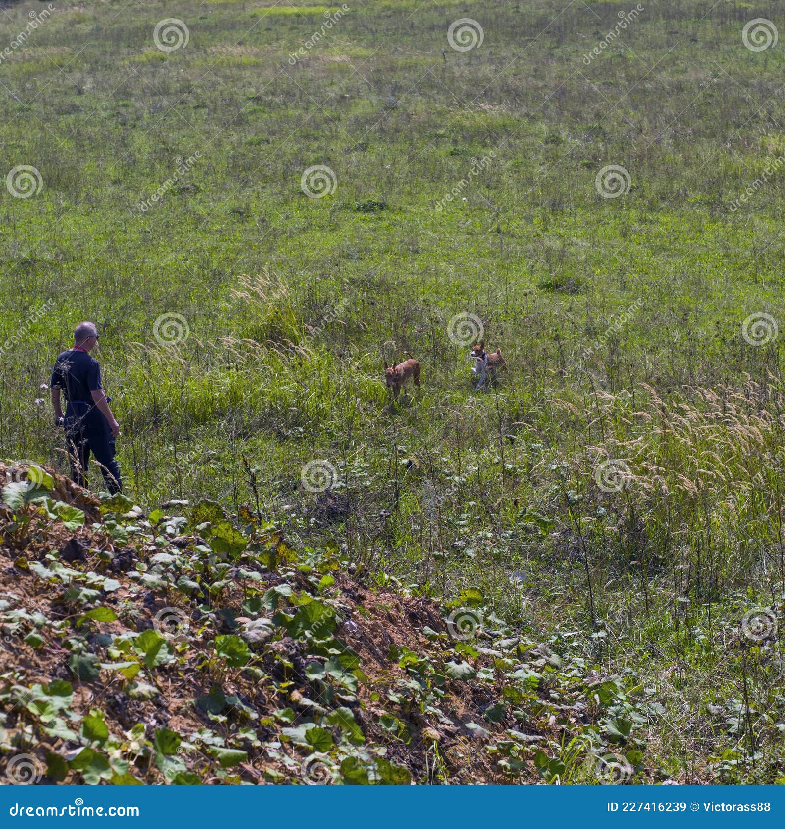 Two unleashed dogs stock image. Image of master, animals - 227416239