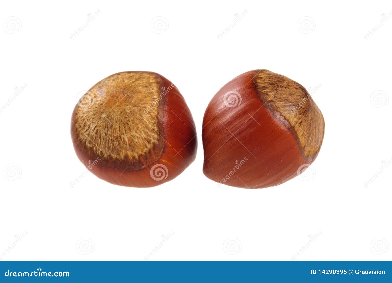 Two unpeeled hazelnut stock photo. Image of ingredient - 14290396