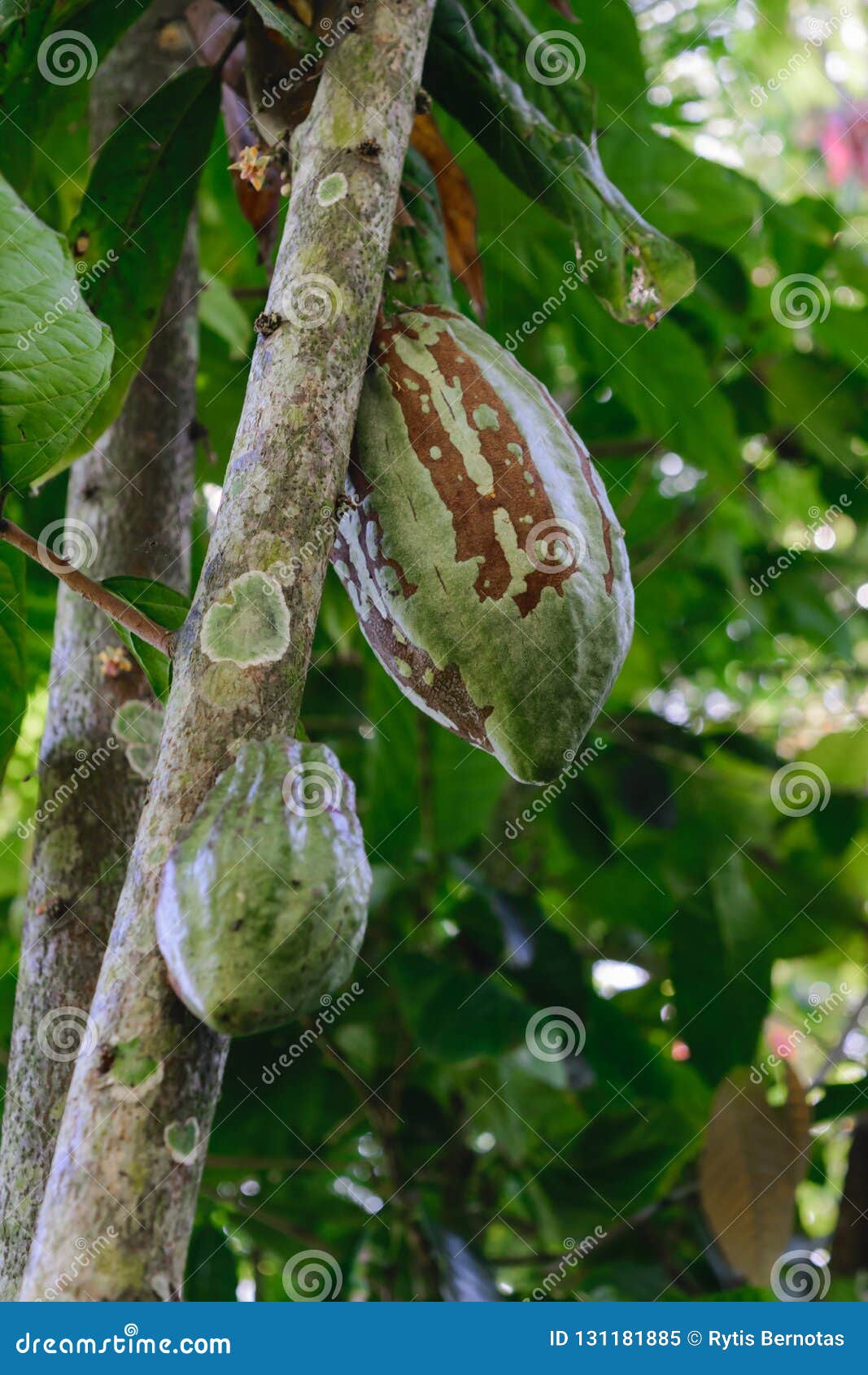 Two Unripe Green Cocoa Beans Hanging on Tree Stock Image - Image of ...