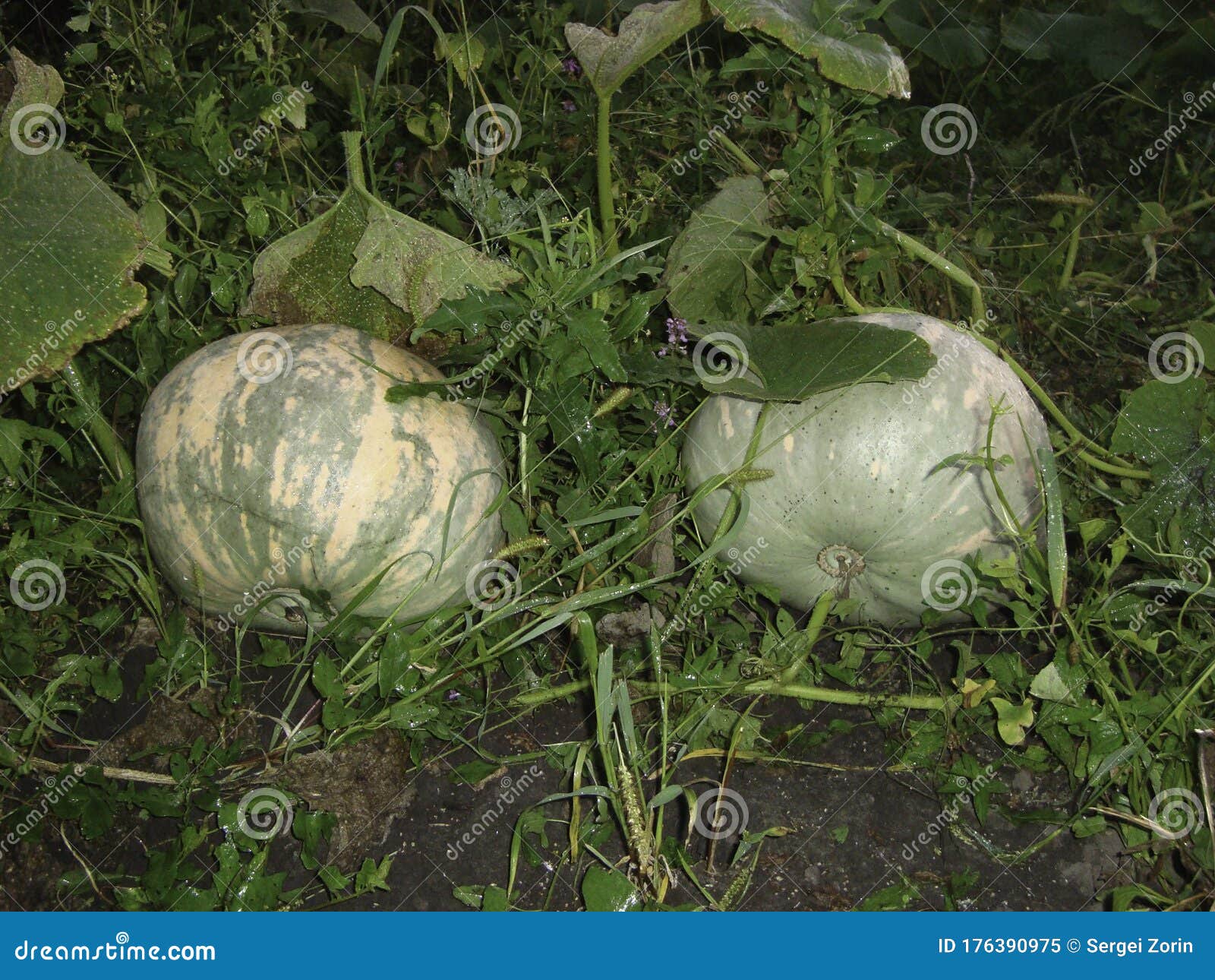 Two Unripe Pumpkins in a Field among Their Leaves Stock Image - Image ...