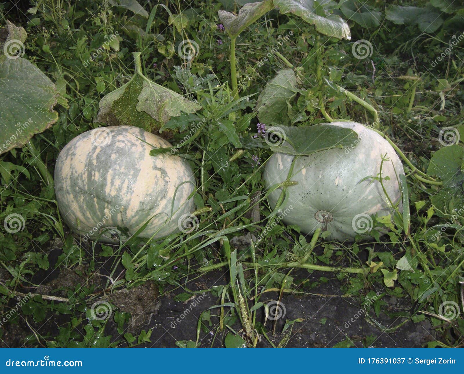 Two Unripe Pumpkins in a Field among Their Leaves Stock Image - Image ...