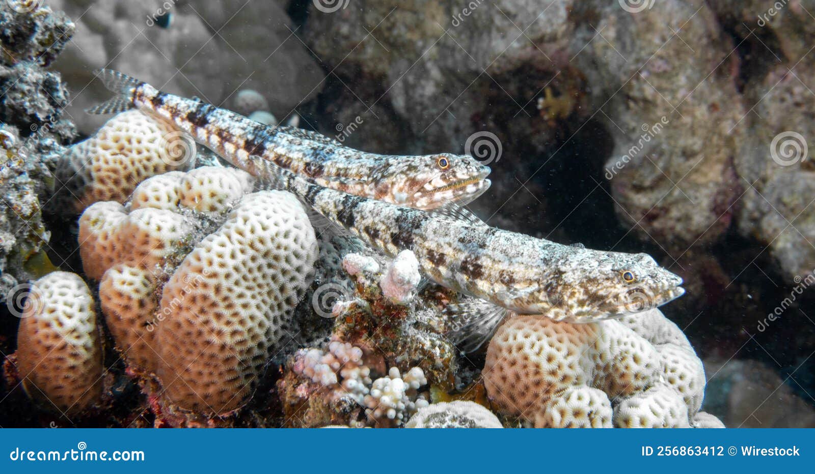 Variegated Lizardfish Swimming Around a Sharp Textured Coral Reef Under ...