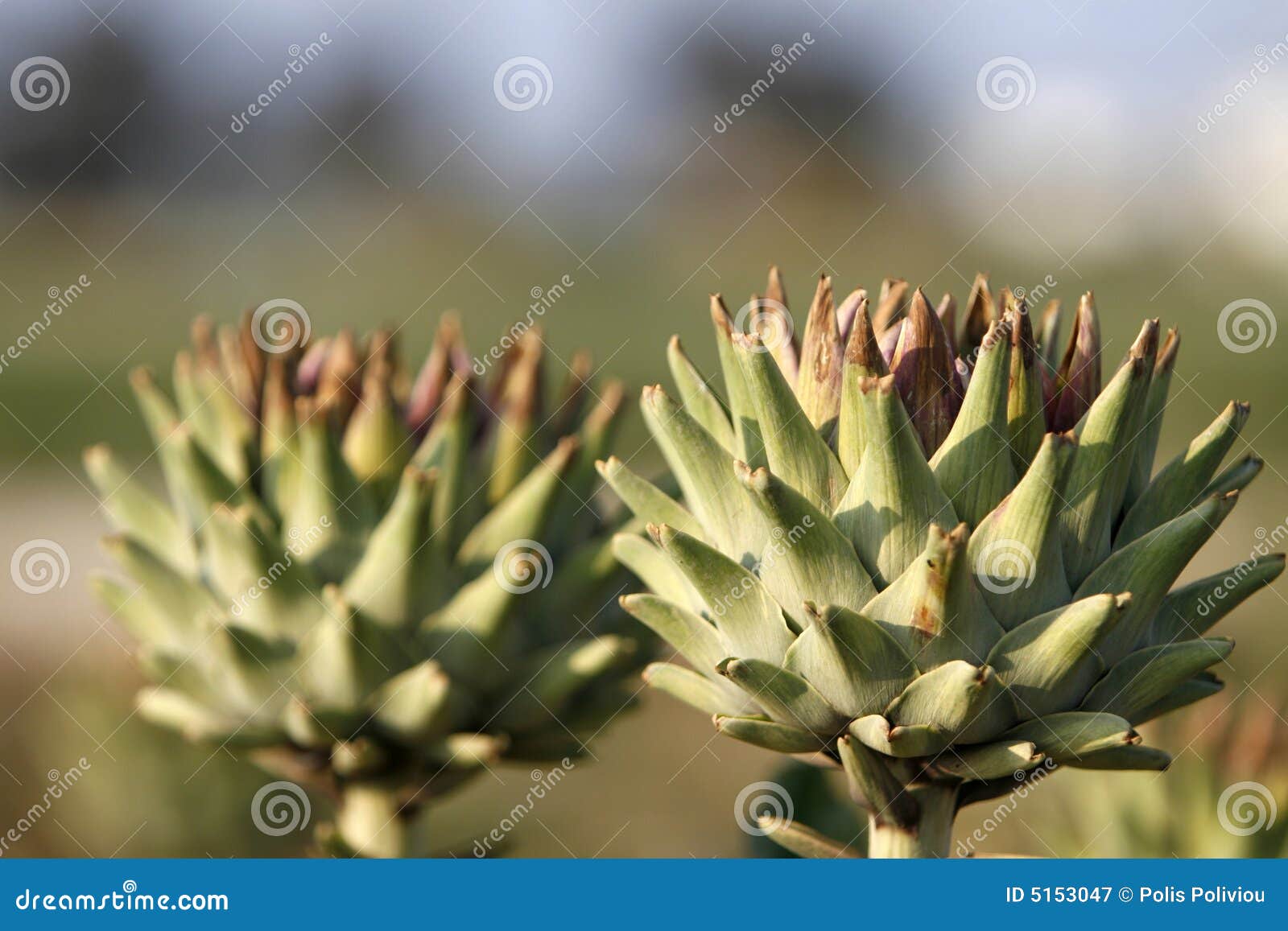 Two vegetables stock image. Image of fitness, market, picnic - 5153047
