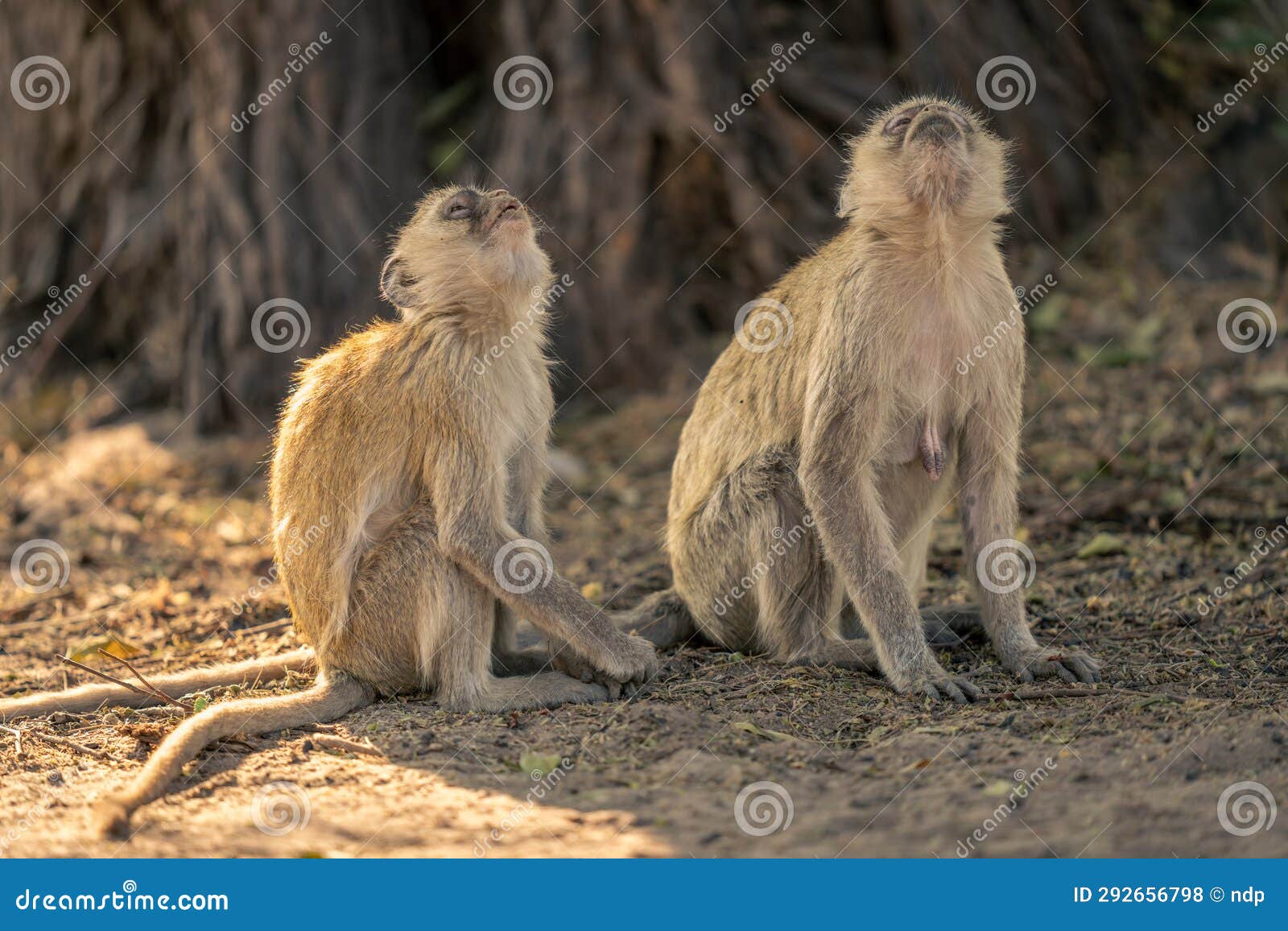 Two Vervet Monkeys Sit Looking Up Tree Stock Photo - Image of couple ...