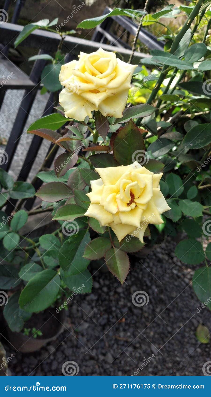 Two Very Beautiful Yellow Roses Stock Image - Image of shrub, roses ...