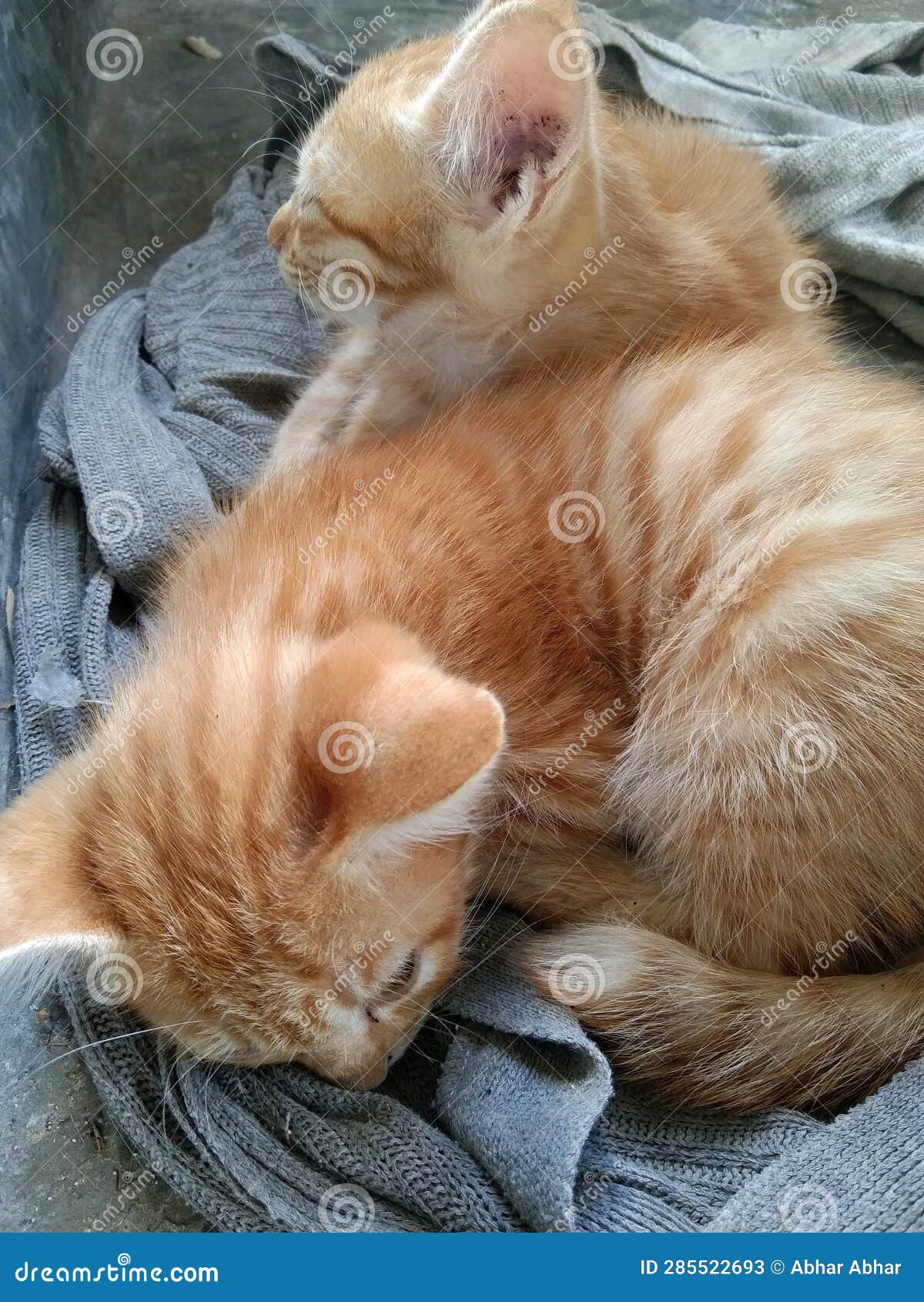 Two Very Cute and Cute Kittens Stock Image - Image of pretty, young ...