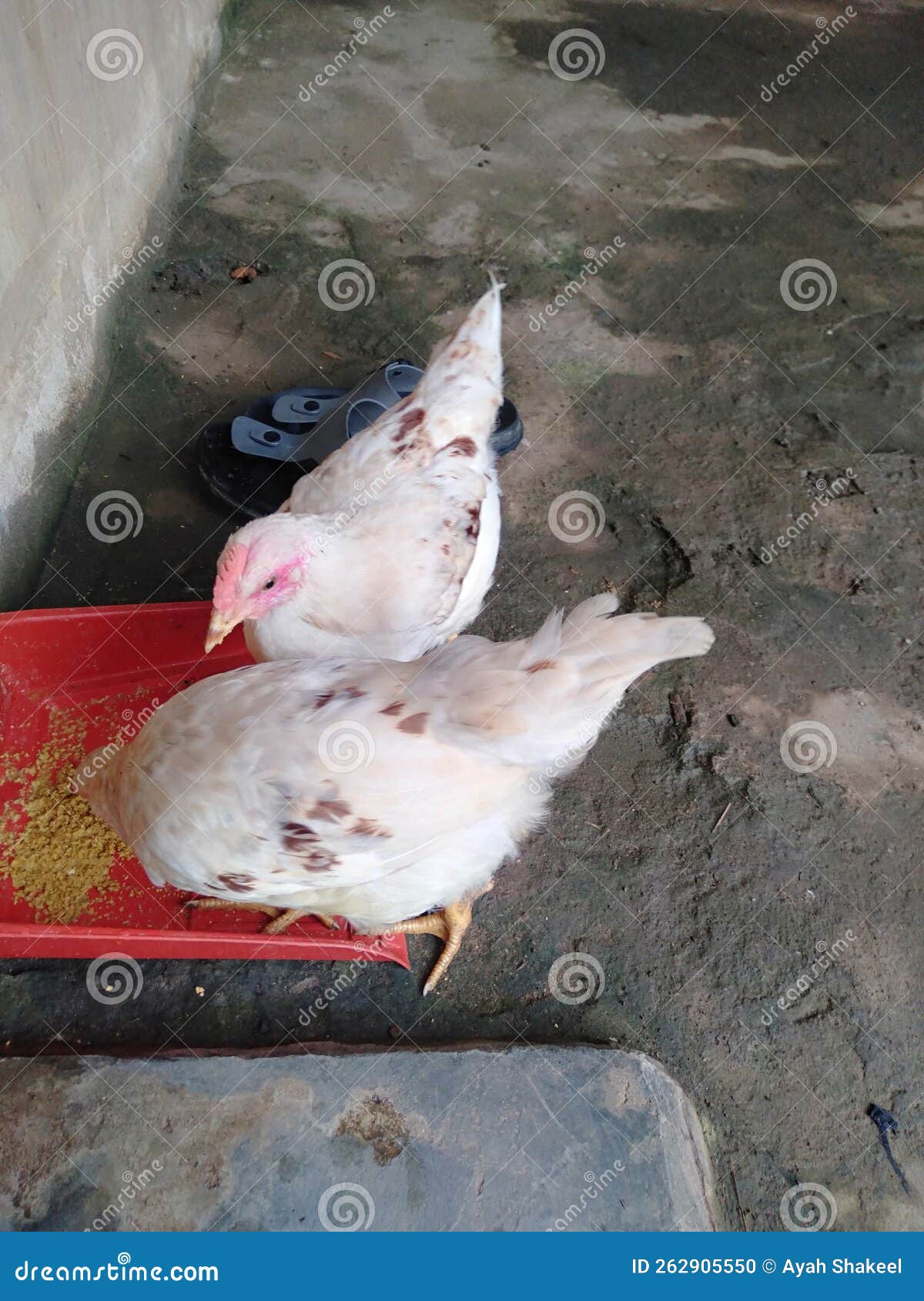 Two Very Cute White Chickens Stock Photo - Image of cattle, white ...