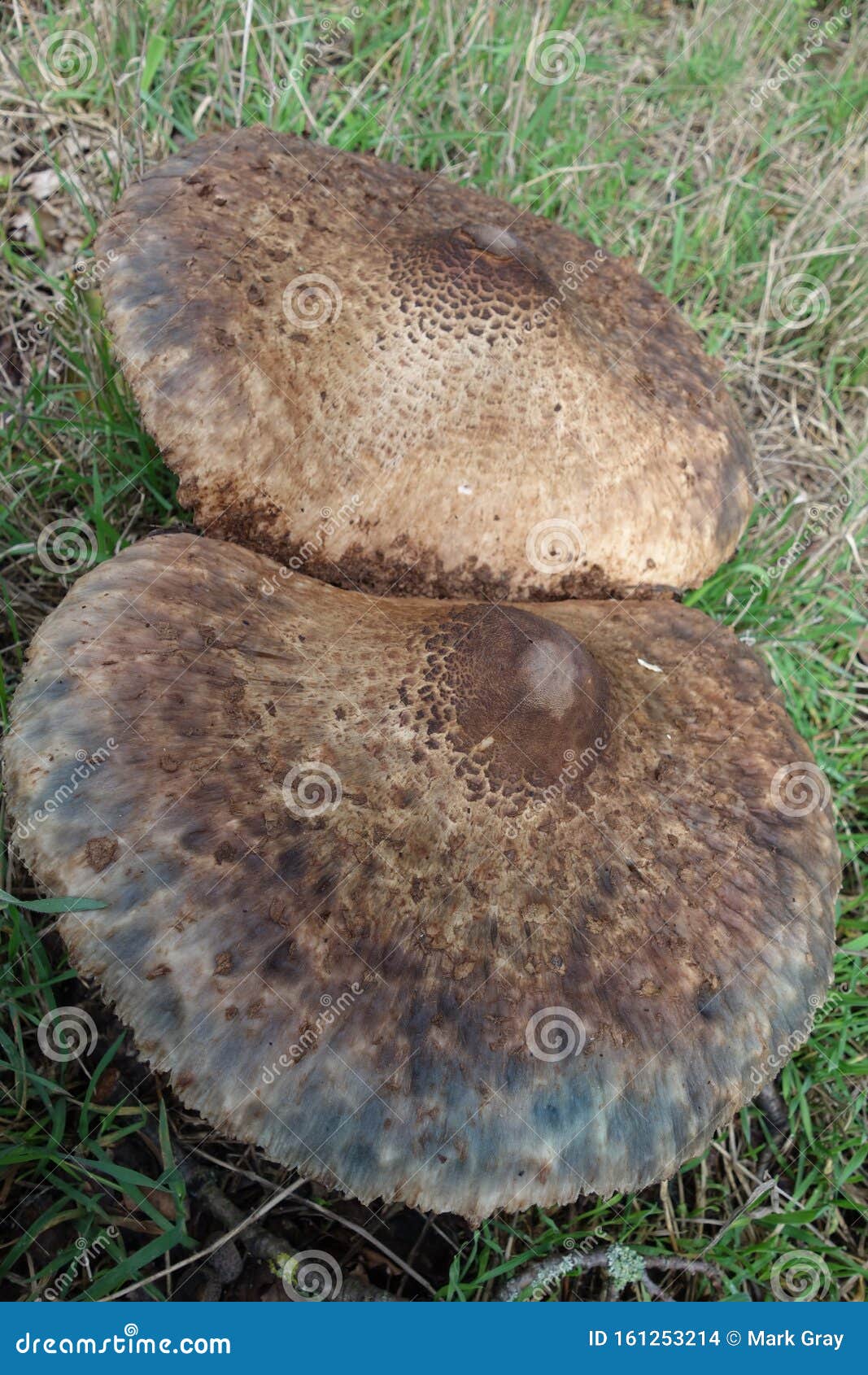 Two Very Large Brown Mature Toadstools Stock Photo - Image of ...