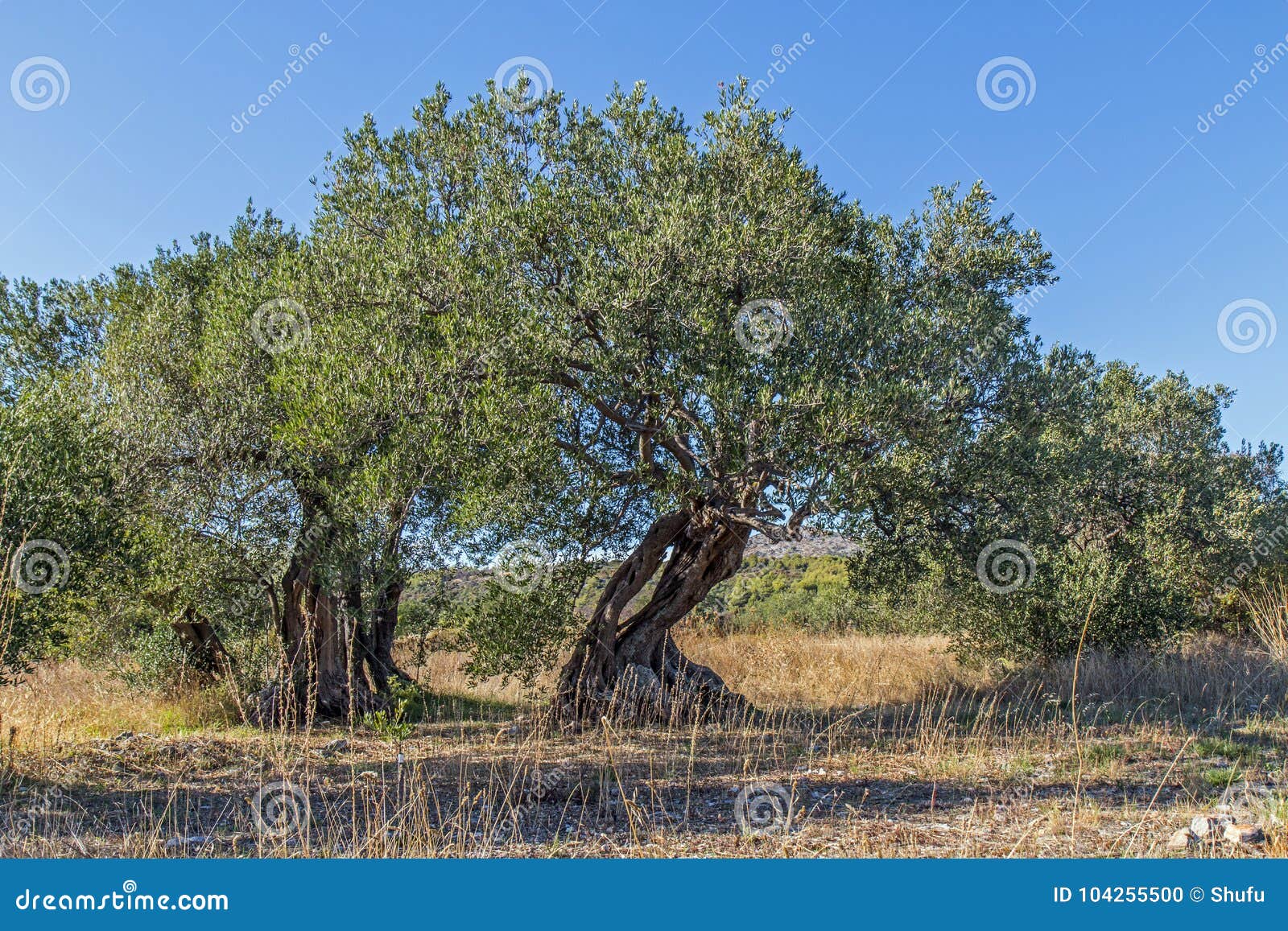 Two very old olive trees stock photo. Image of landscape - 104255500