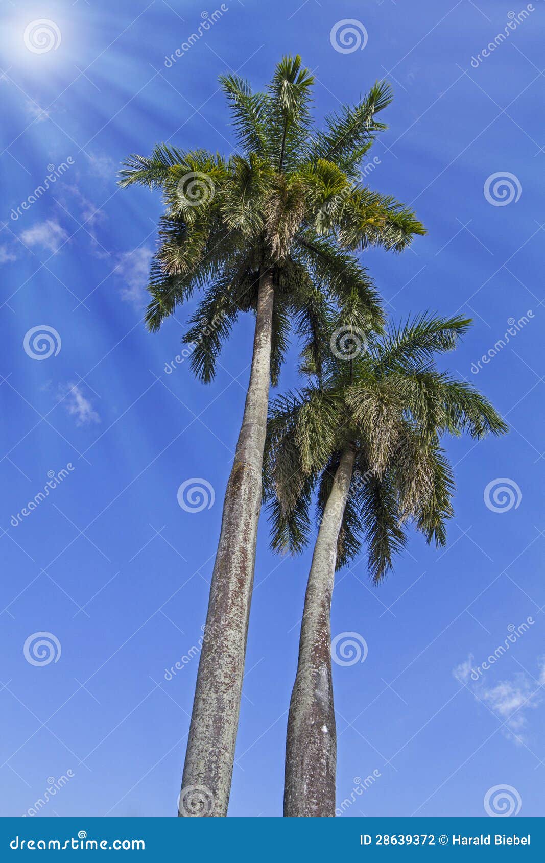 Two Very Tall King Palm Trees with Sun Stock Photo - Image of tourism ...