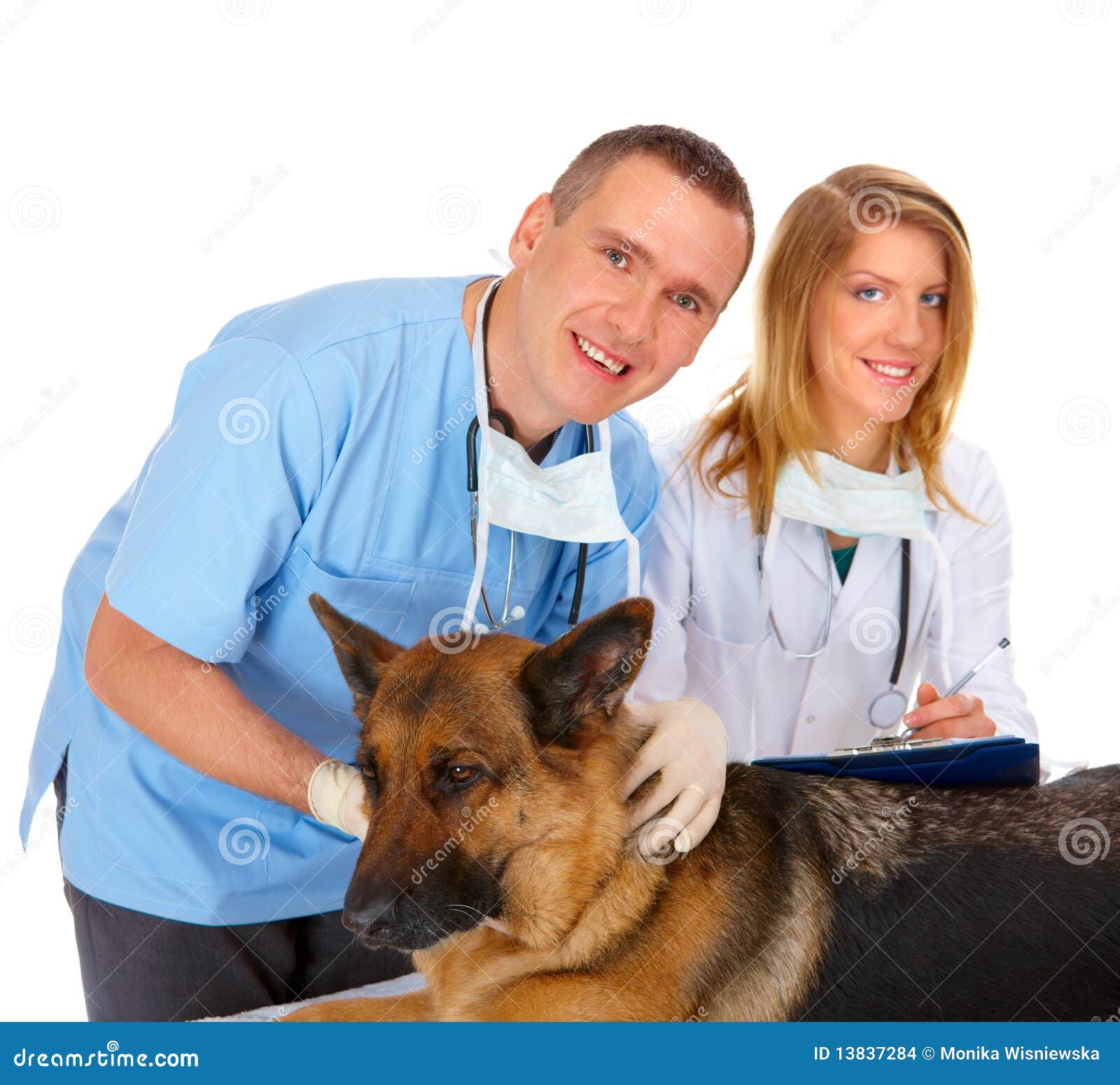 Two vets examining dog stock photo. Image of shepherd - 13837284