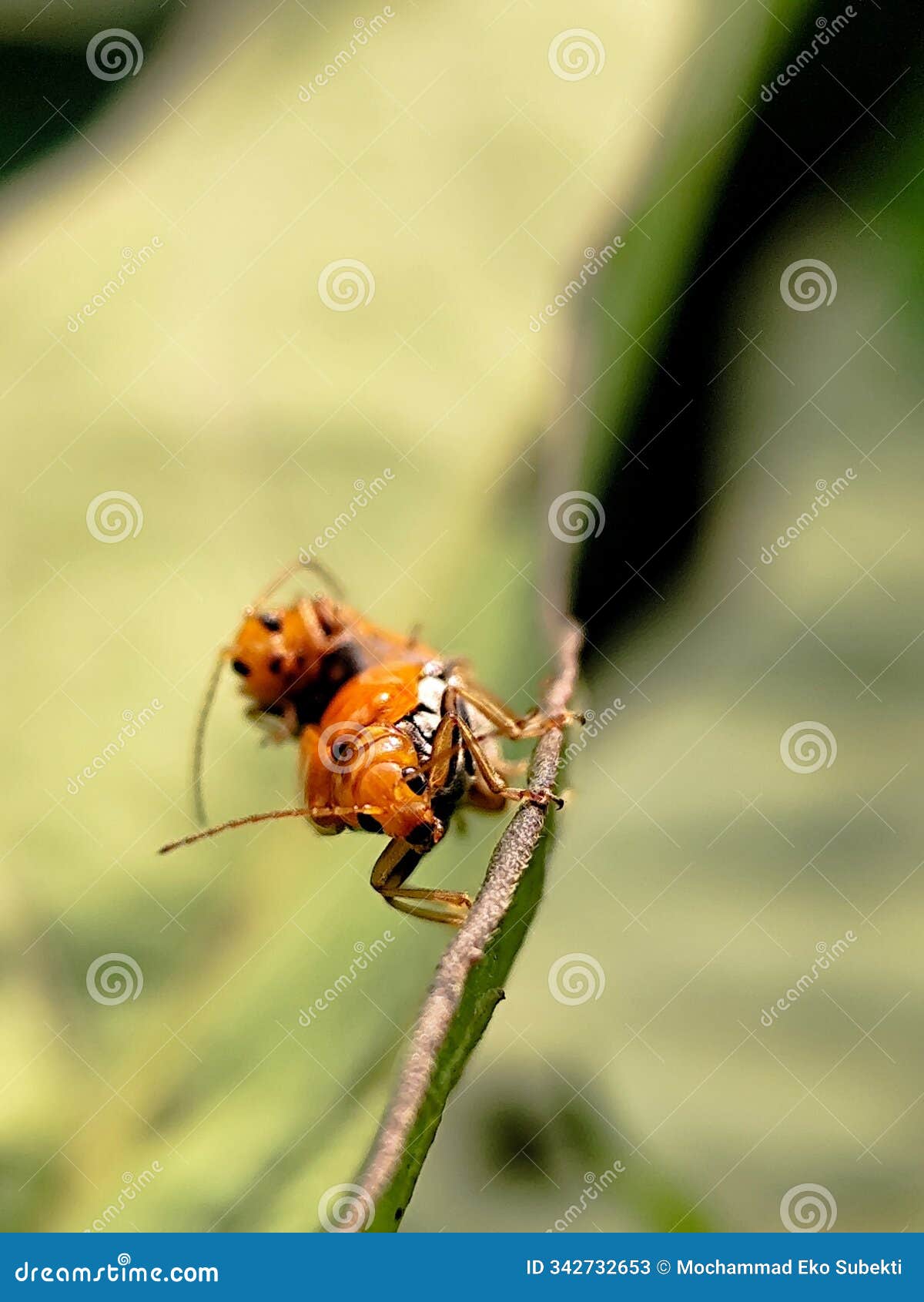 Two Vibrant Orange Beetles Known As Curcubit Perch on a Stem, Stock ...