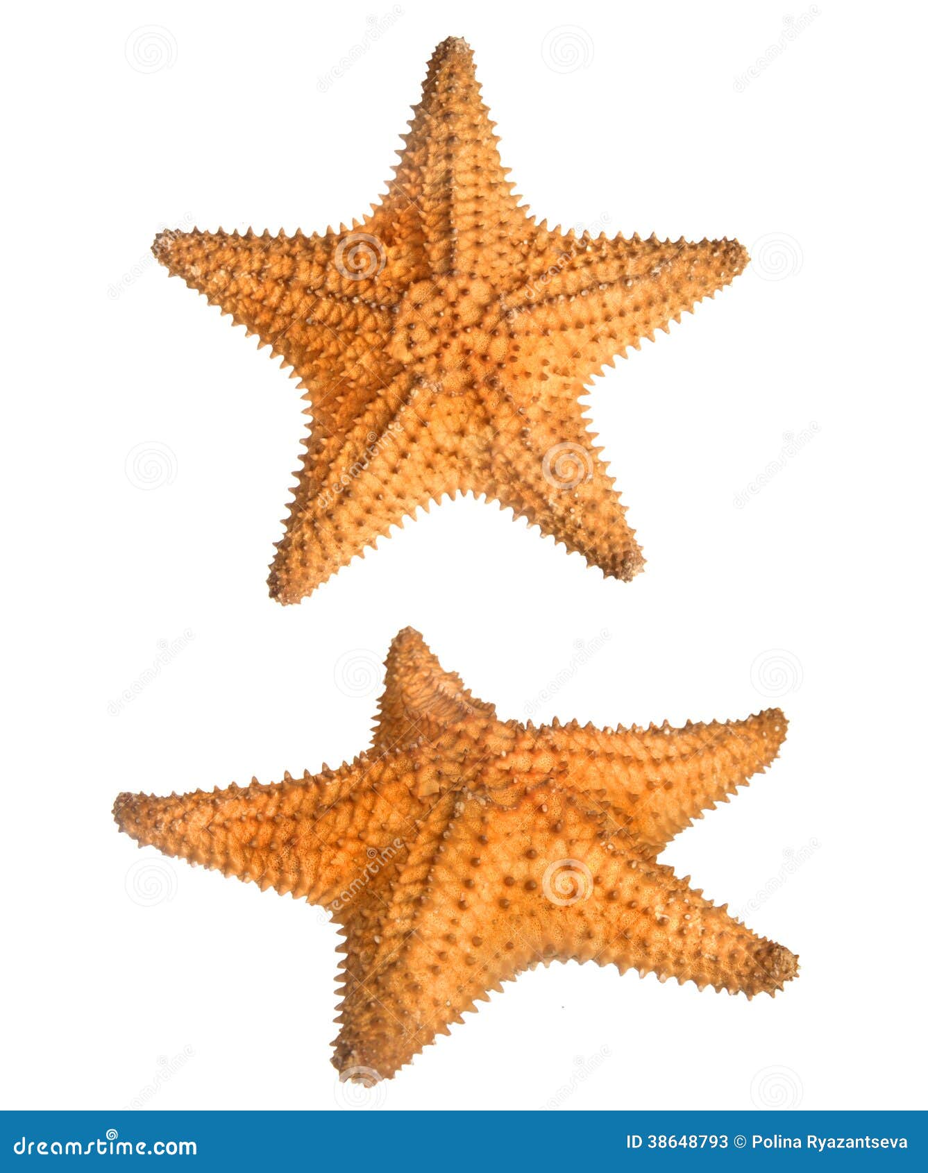 Two views of star fish stock image. Image of nautical - 38648793