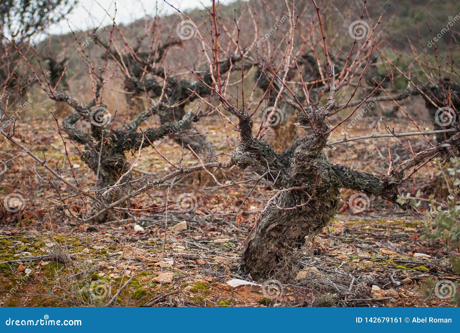 Two vines on foreground stock image. Image of plant - 142679161