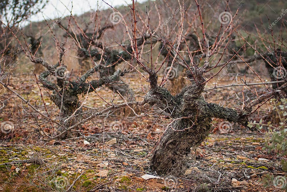 Two vines on foreground stock image. Image of plant - 142679161
