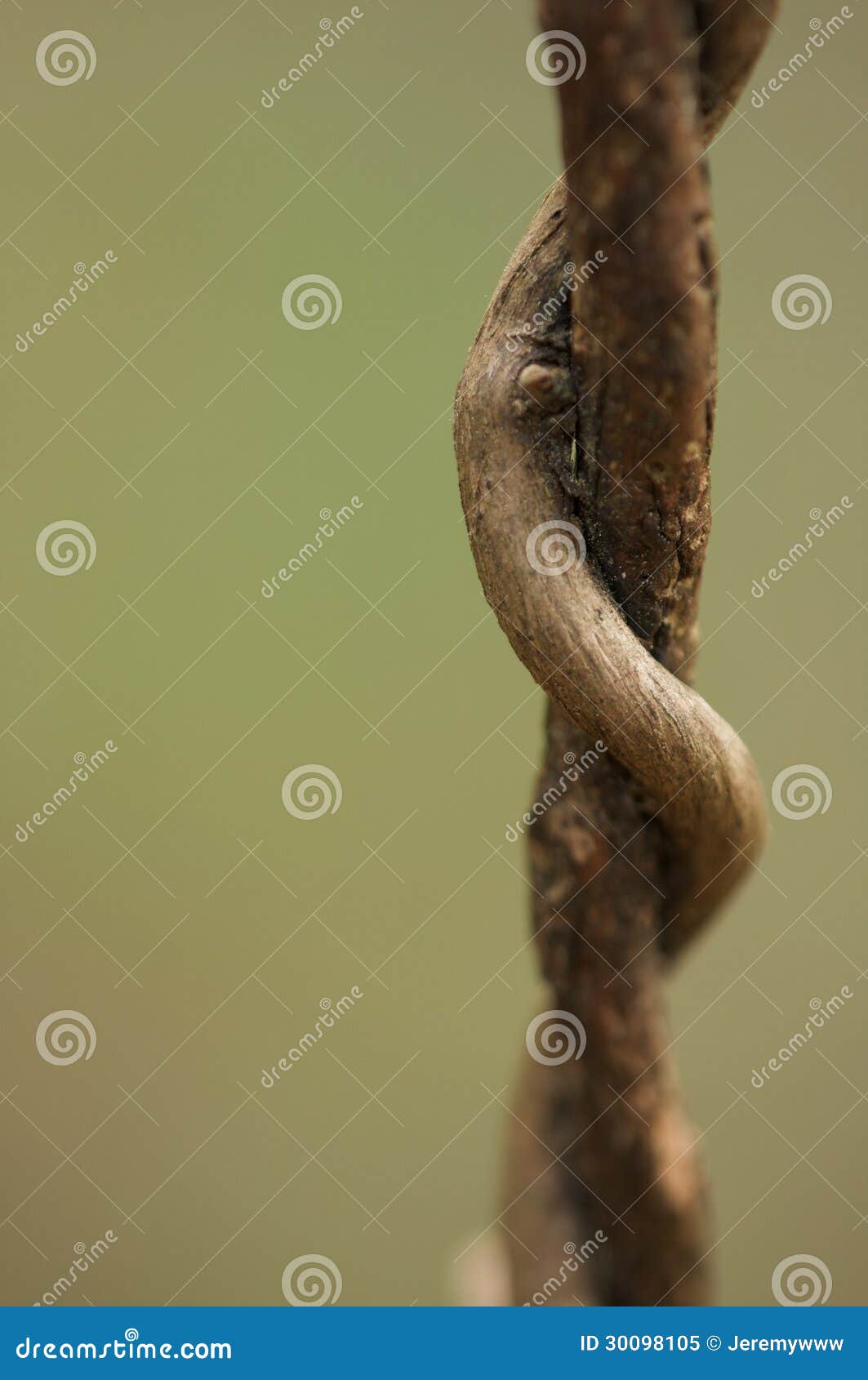 Twisted Vines stock image. Image of blur, plant, vine - 30098105