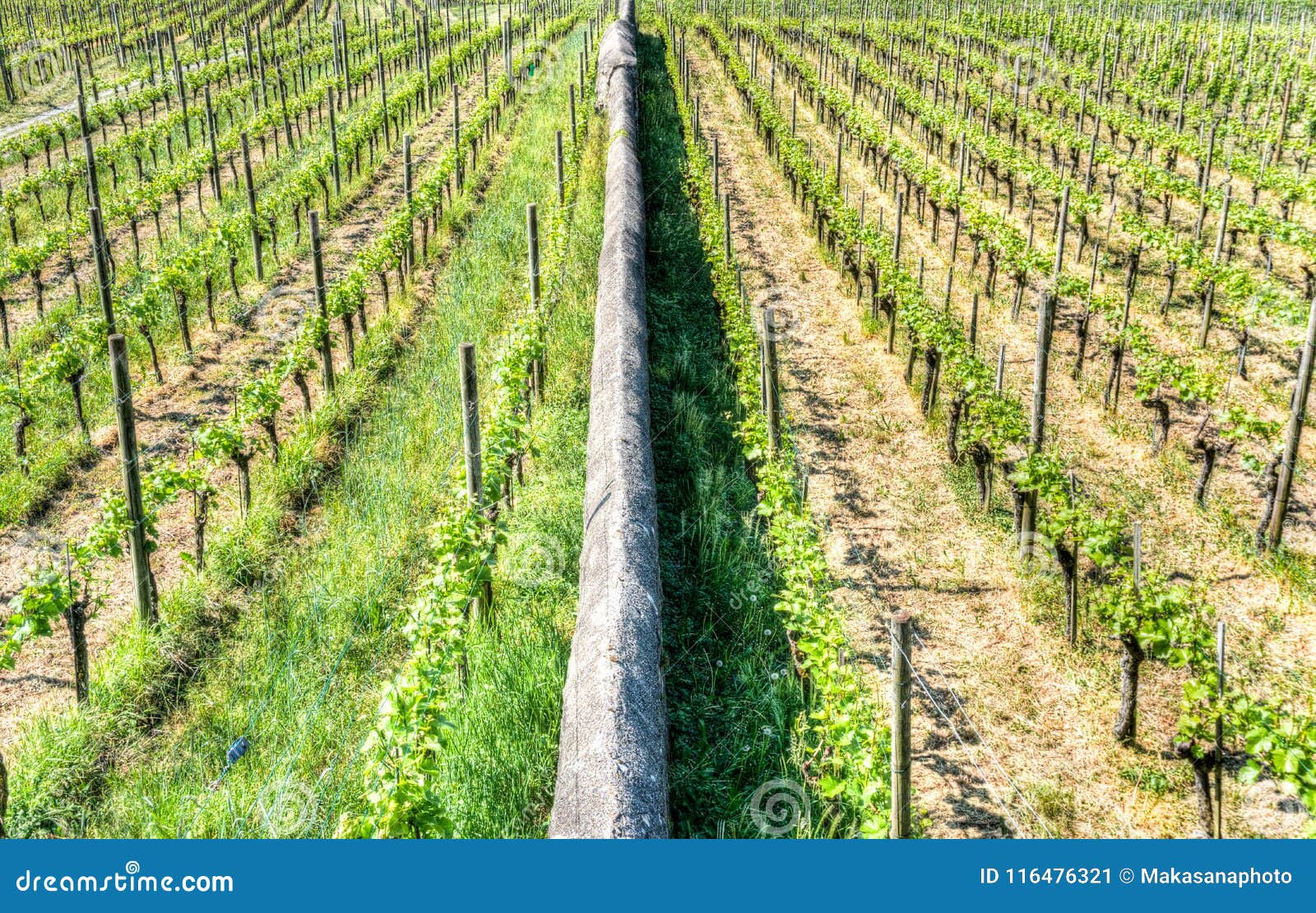 Two Vineyards with Endless Rows of Vines Separated by a Long Rock Wall ...