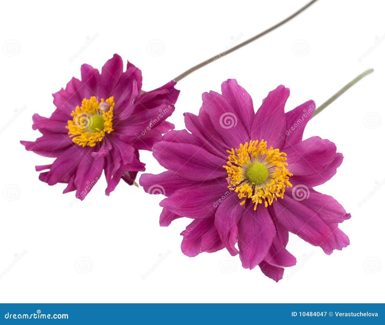 Two Violet Daisies Isolated Stock Image - Image of nice, gentle: 10484047