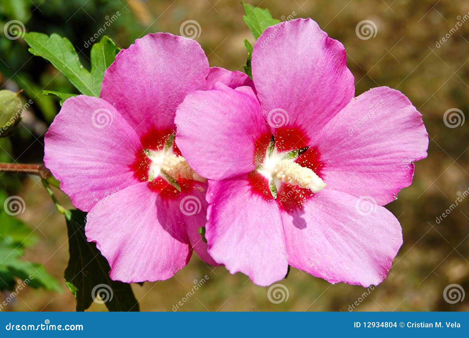 Two violet flowers stock photo. Image of tender, pollinate - 12934804