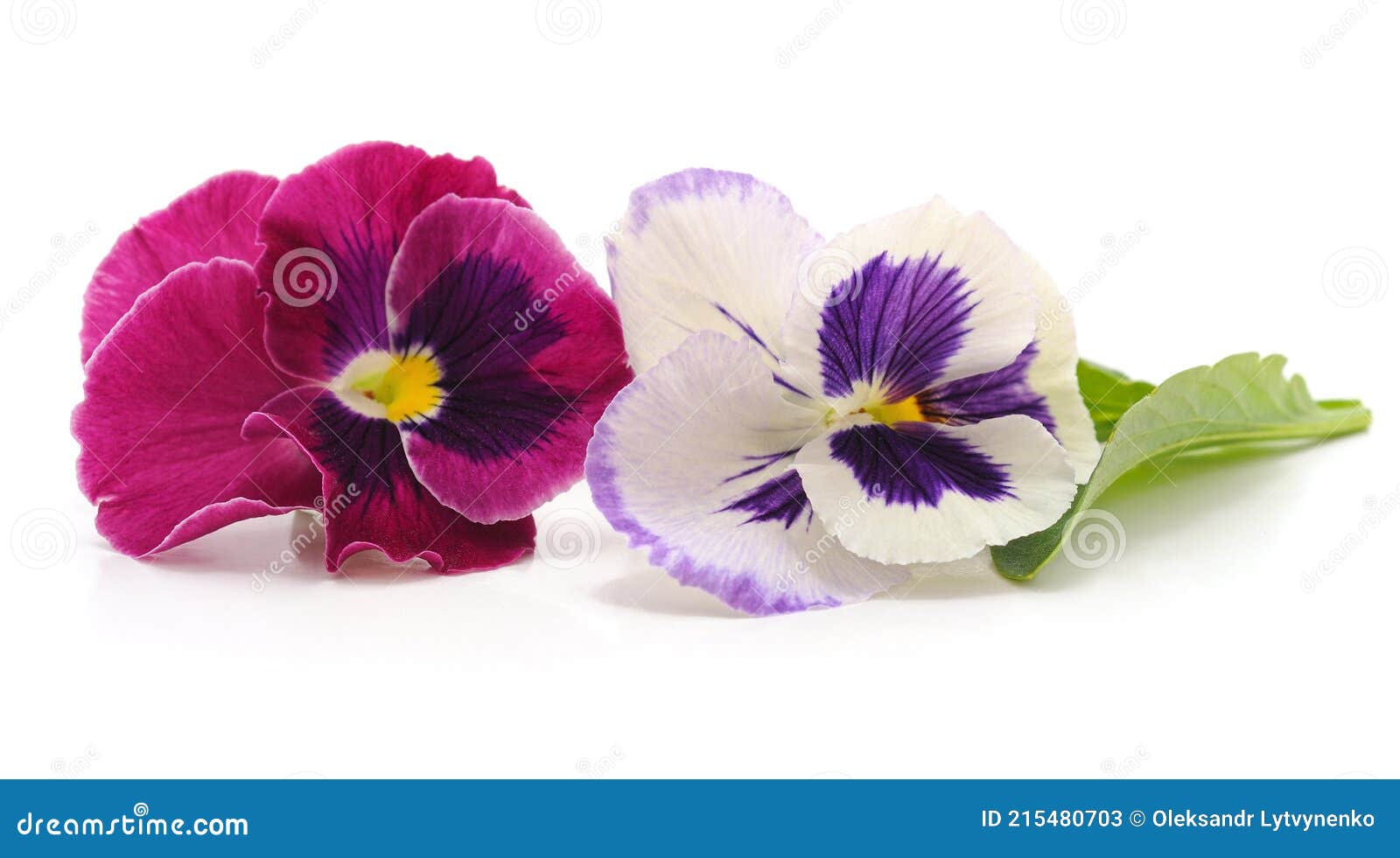 Two Violet Flowers and Green Leaves Stock Image - Image of perennial ...