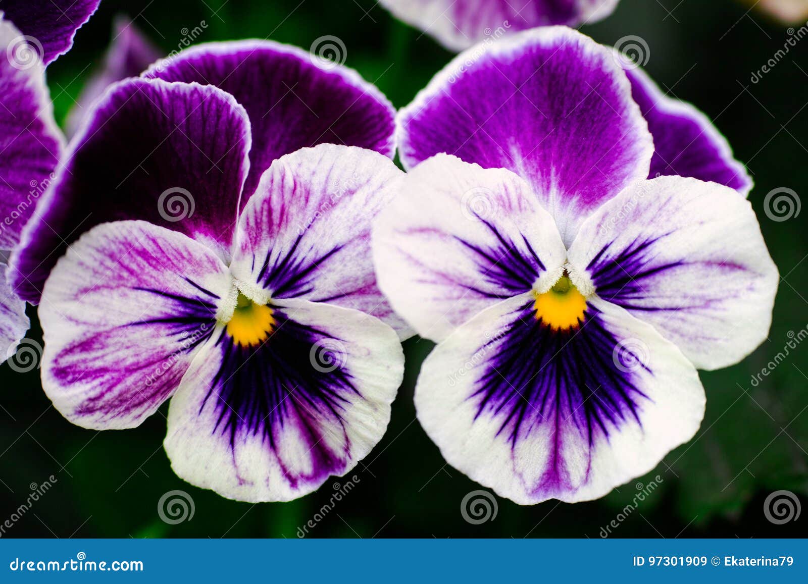 Two violet pansies stock image. Image of pansies, white - 97301909