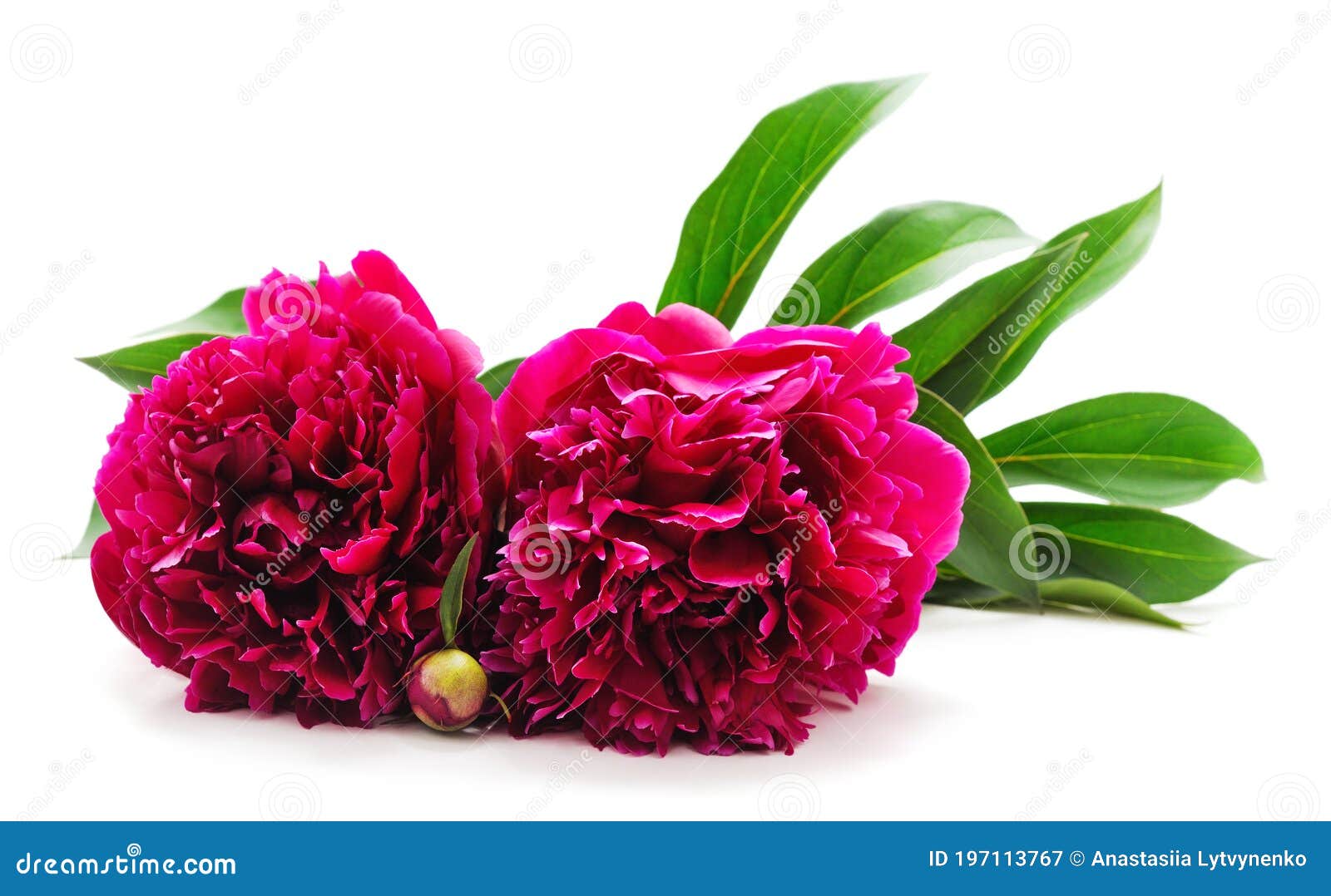 Two violet peonies stock image. Image of nature, closeup - 197113767