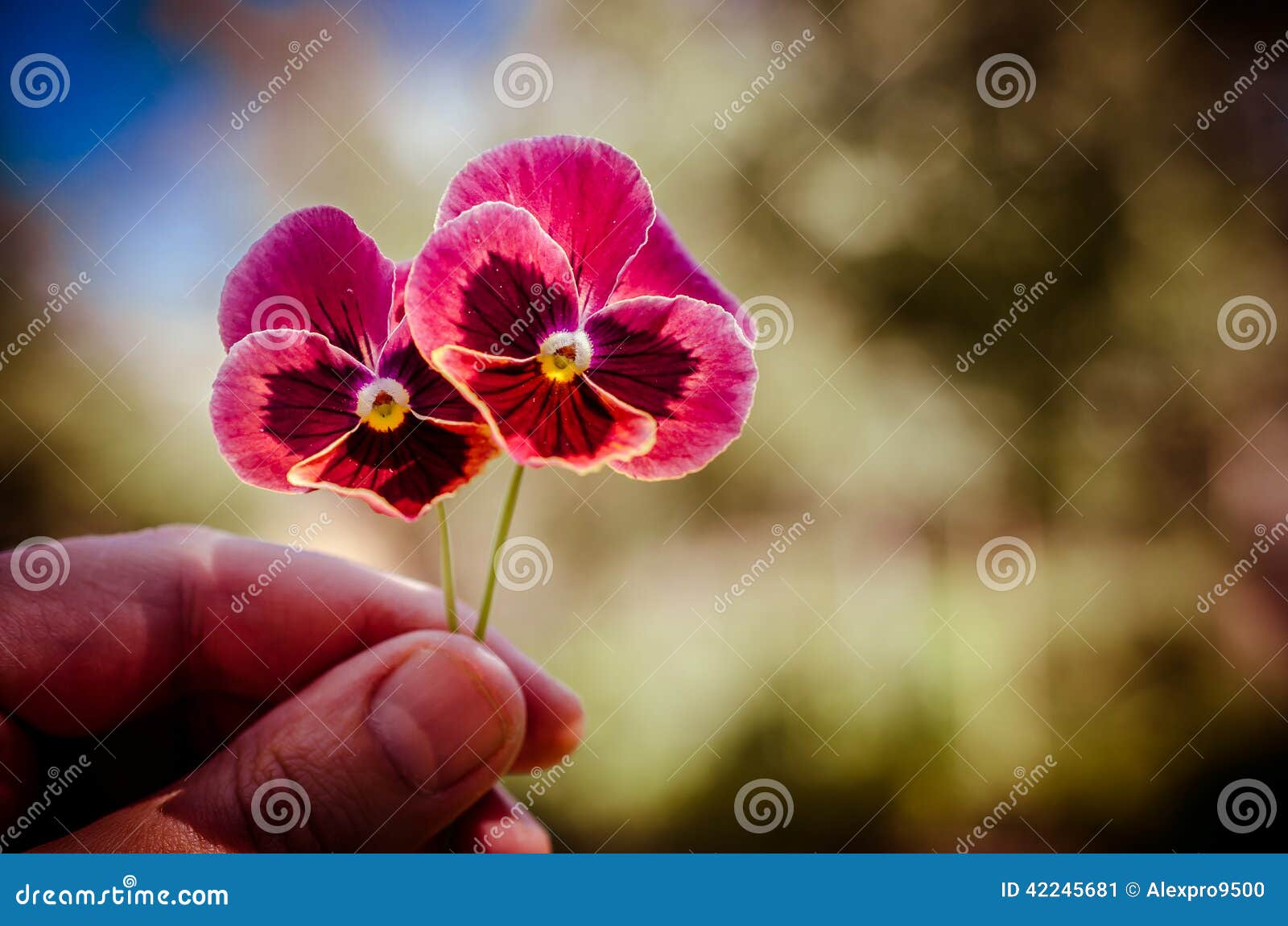 Two violets in male hand stock image. Image of bloom - 42245681