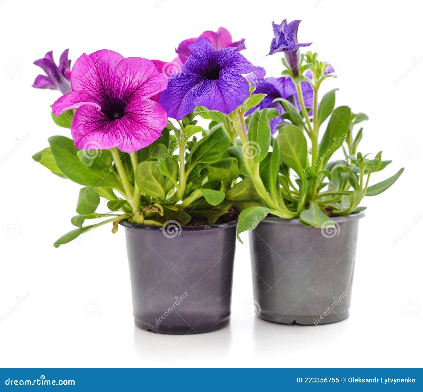 Two violets in pots stock image. Image of fresh, perennial - 223356755