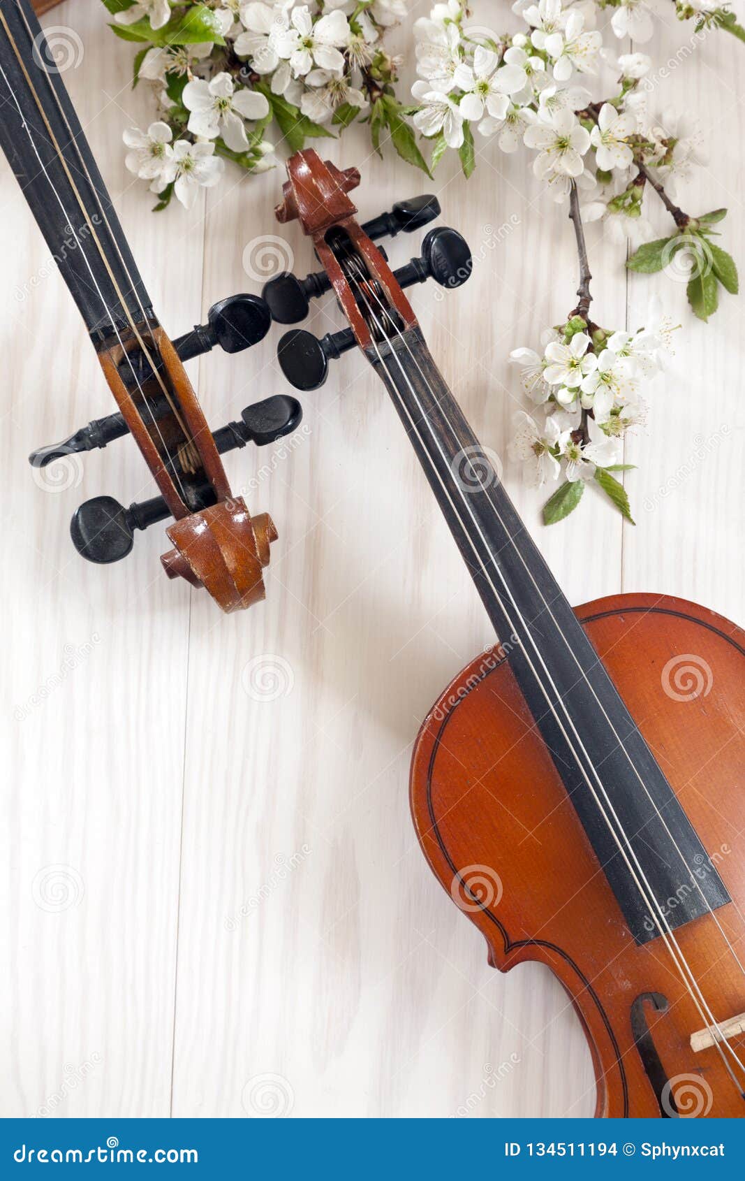 Two Violins and Blossoming Cherry Tree Branches on White Wooden ...