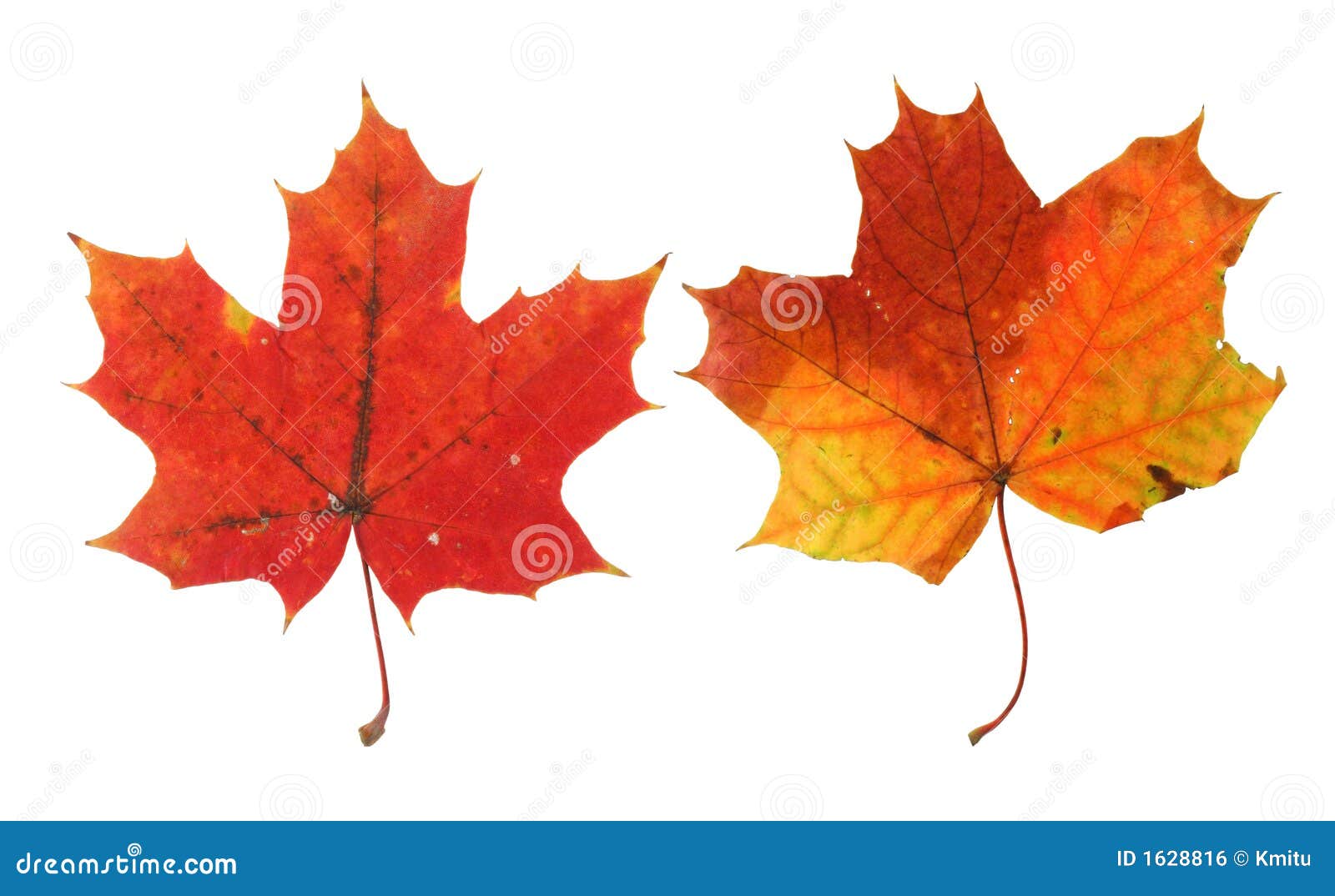 Two vivid maple leaves stock photo. Image of multi, orange - 1628816