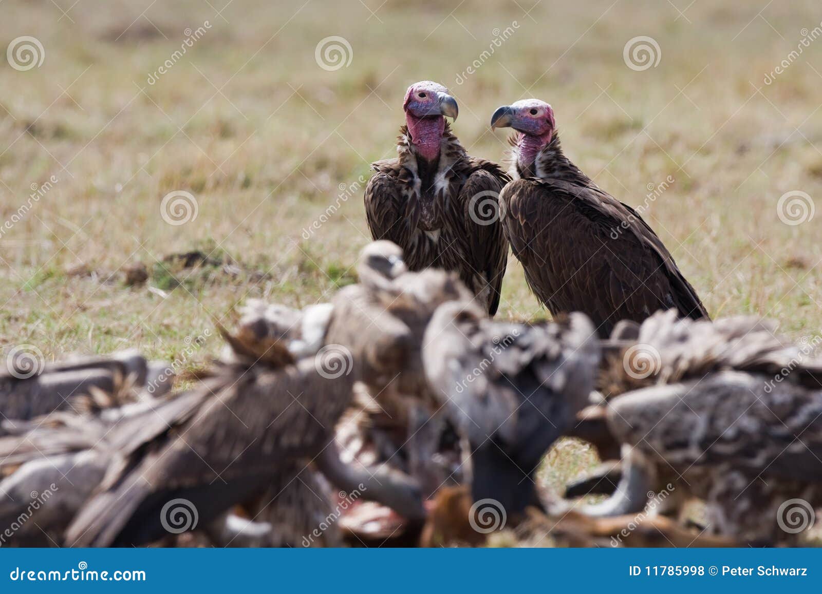 Two vulture stock photo. Image of eagle, falcon, hunting - 11785998