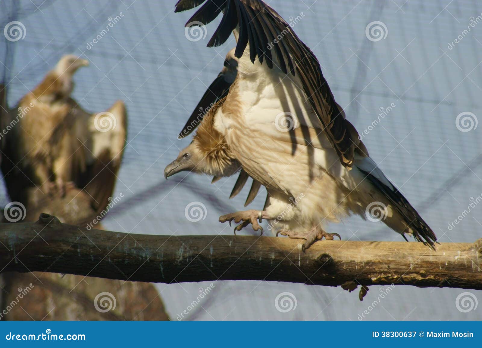 Two Vultures. stock image. Image of fine, feather, outdoors - 38300637