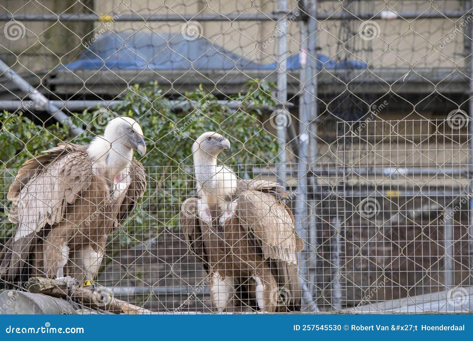 Two Vultures Behind Bars at the Artis Zoo Amsterdam the Netherlands 28 ...