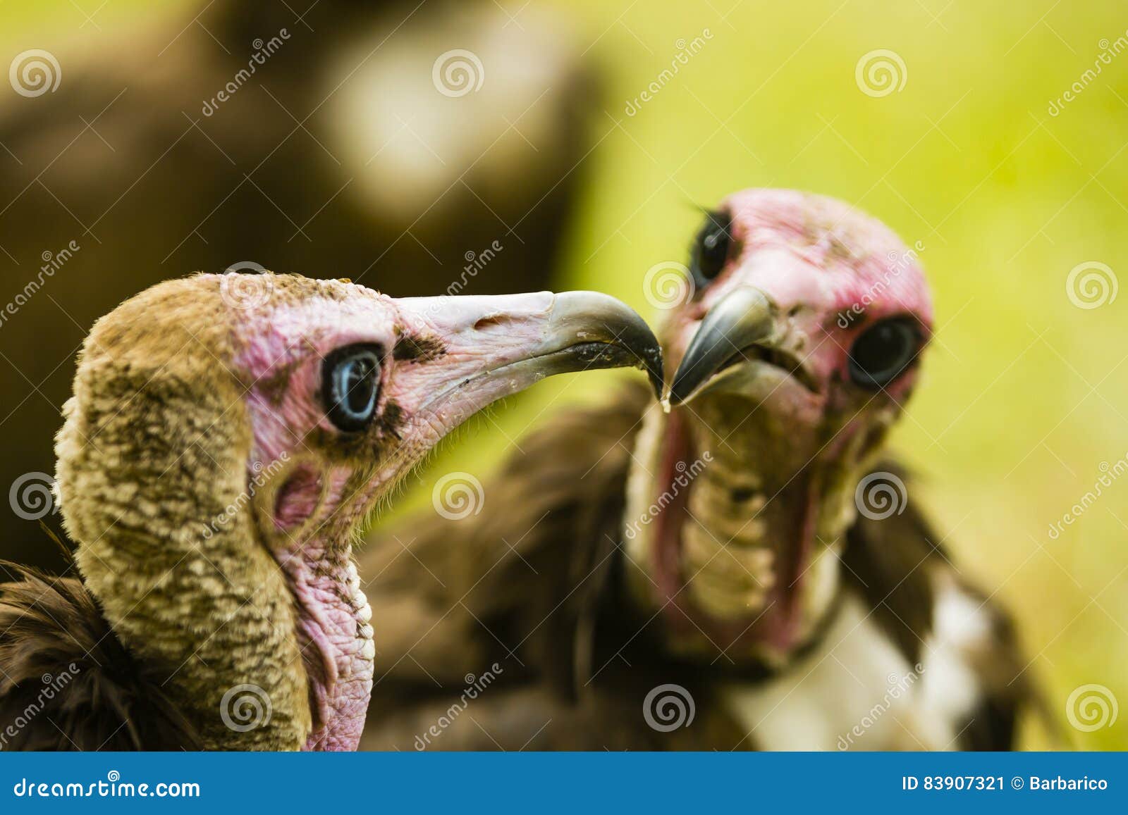 Two Vultures Looking at Each Other Stock Image - Image of gambia, bird ...