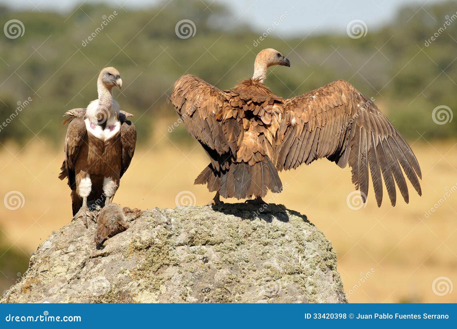 Two vultures stock photo. Image of aves, fauna, pico - 33420398