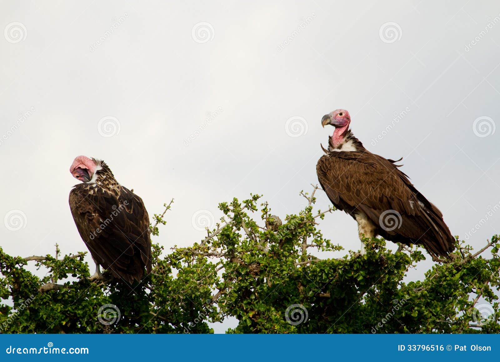 Two vultures stock photo. Image of vulture, african, bird - 33796516
