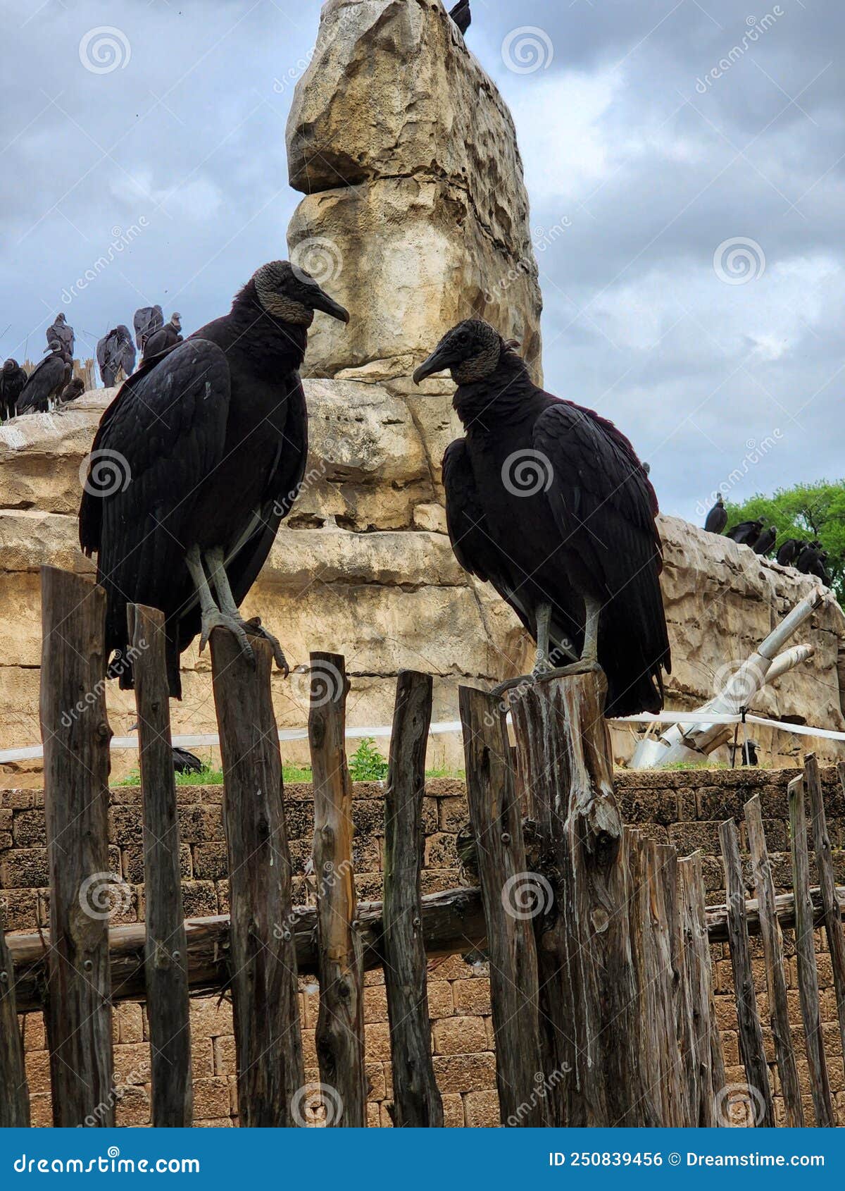 Two vultures at zoo stock photo. Image of nature, plant - 250839456