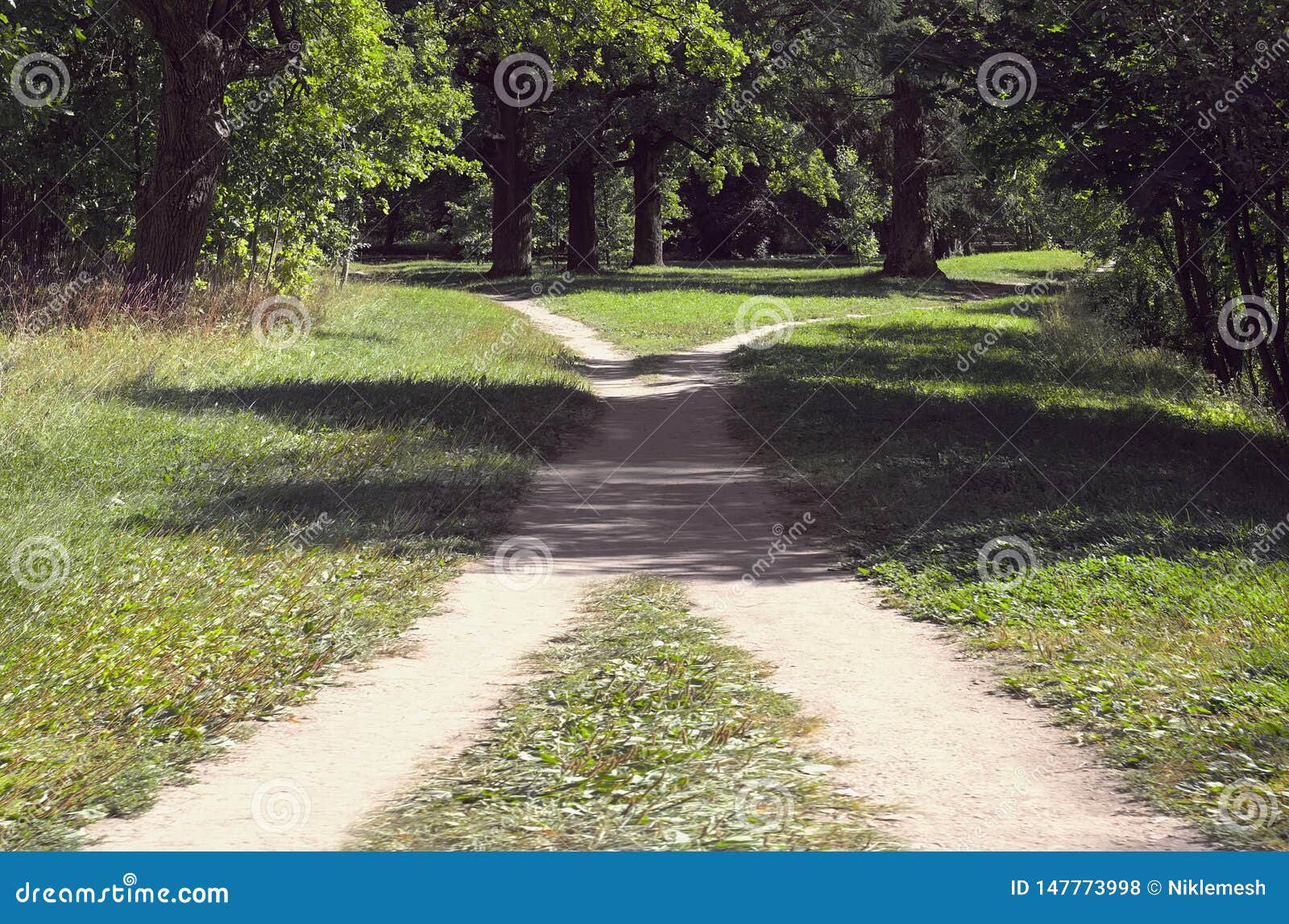 Two Walking Paths among the Grass Intersect in the Park on a Sunny ...