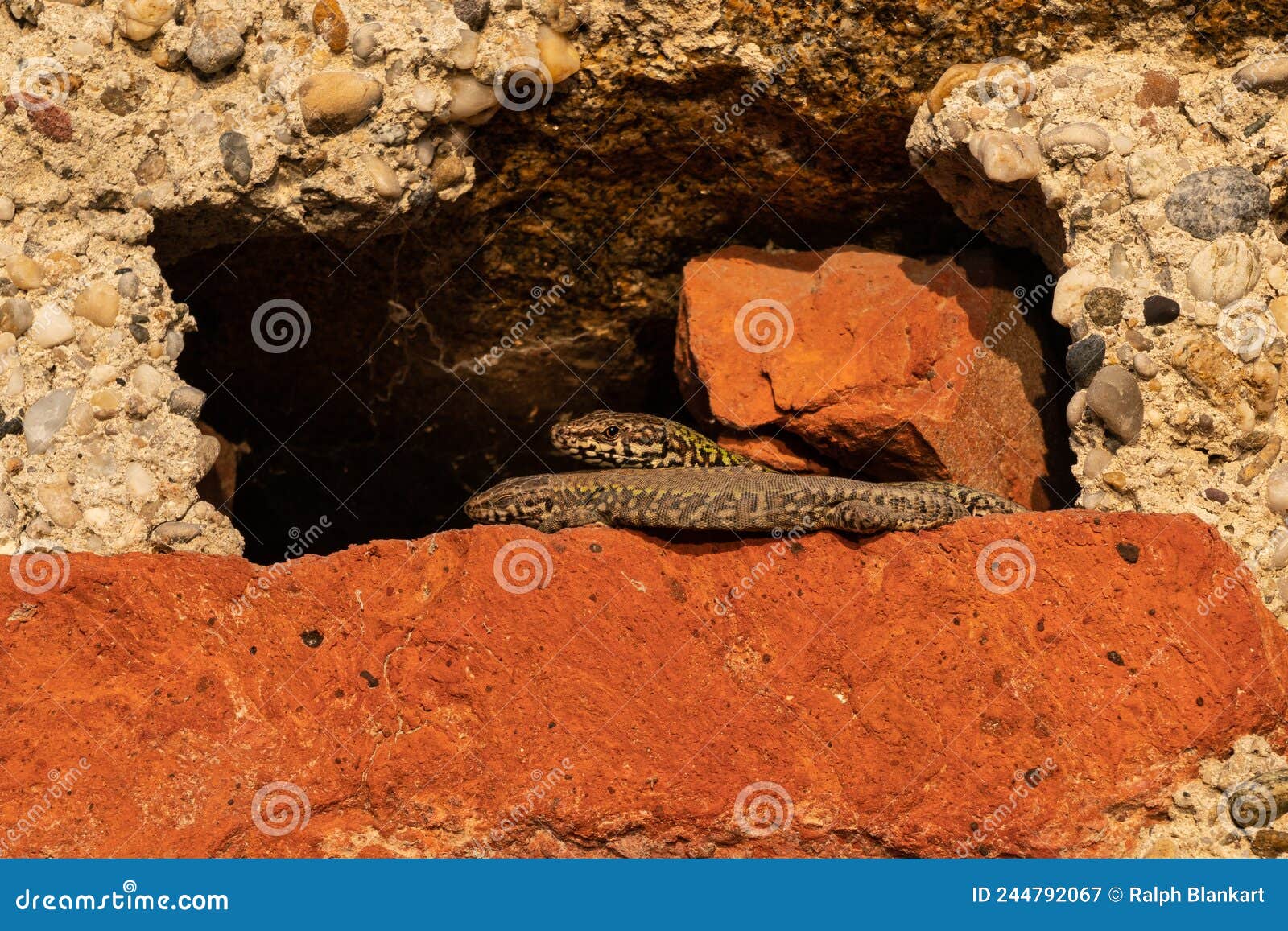 Two Wall Lizards in the Warm Evening Light. Stock Image - Image of real ...