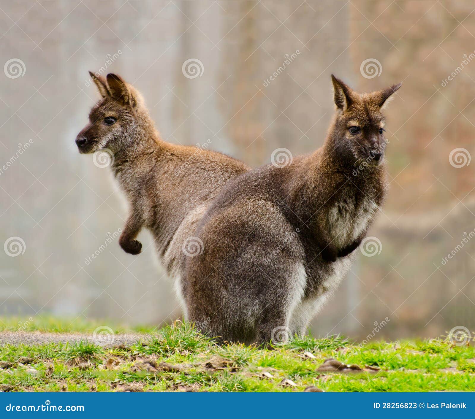 Two Wallabies stock image. Image of marsupial, standing - 28256823