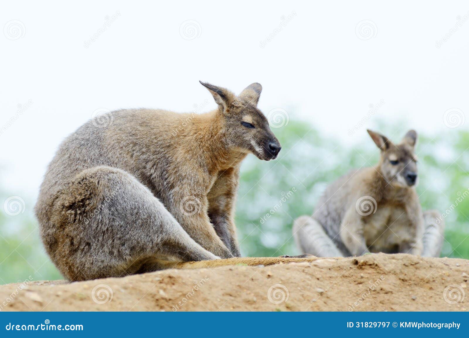 Two wallabies stock image. Image of relax, mammal, sitting - 31829797