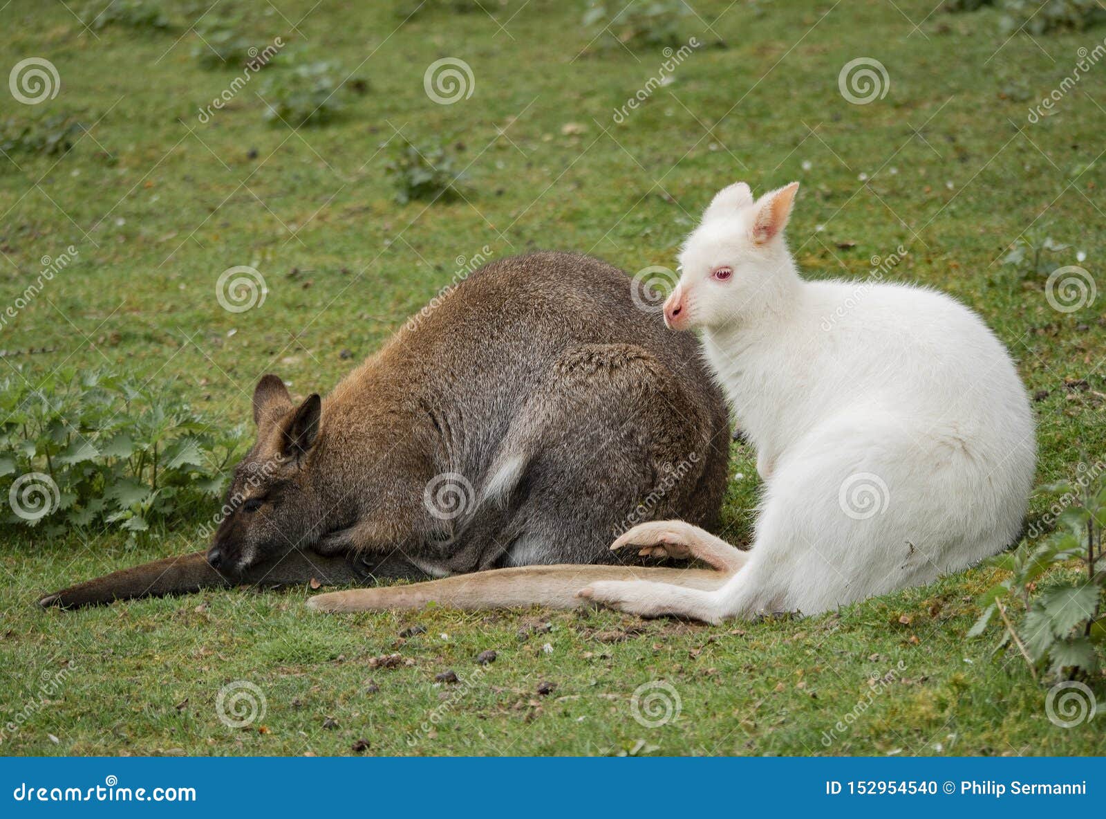 Two wallabies sit close stock photo. Image of marsupial - 152954540