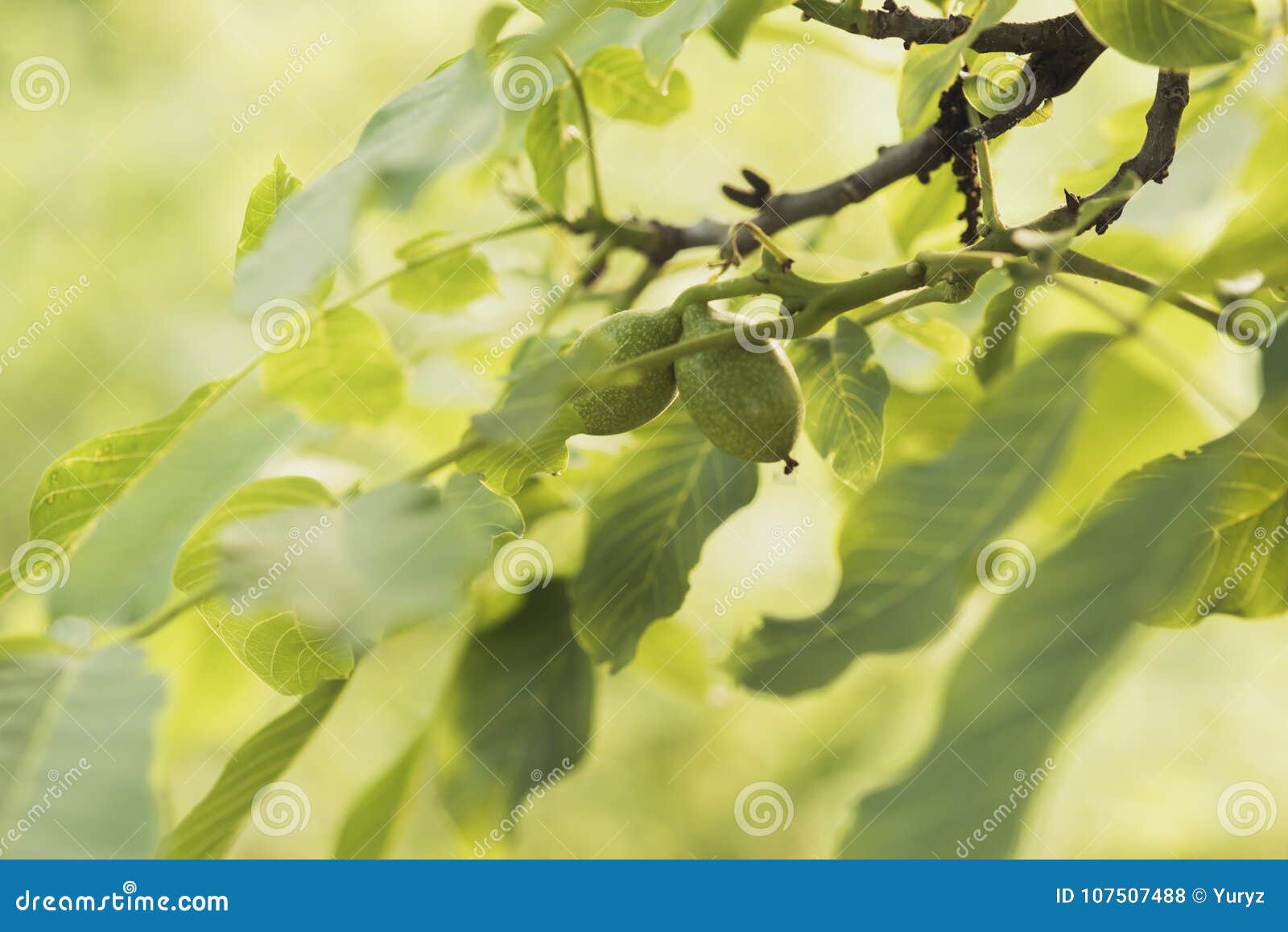 Two walnuts in branches stock photo. Image of green - 107507488