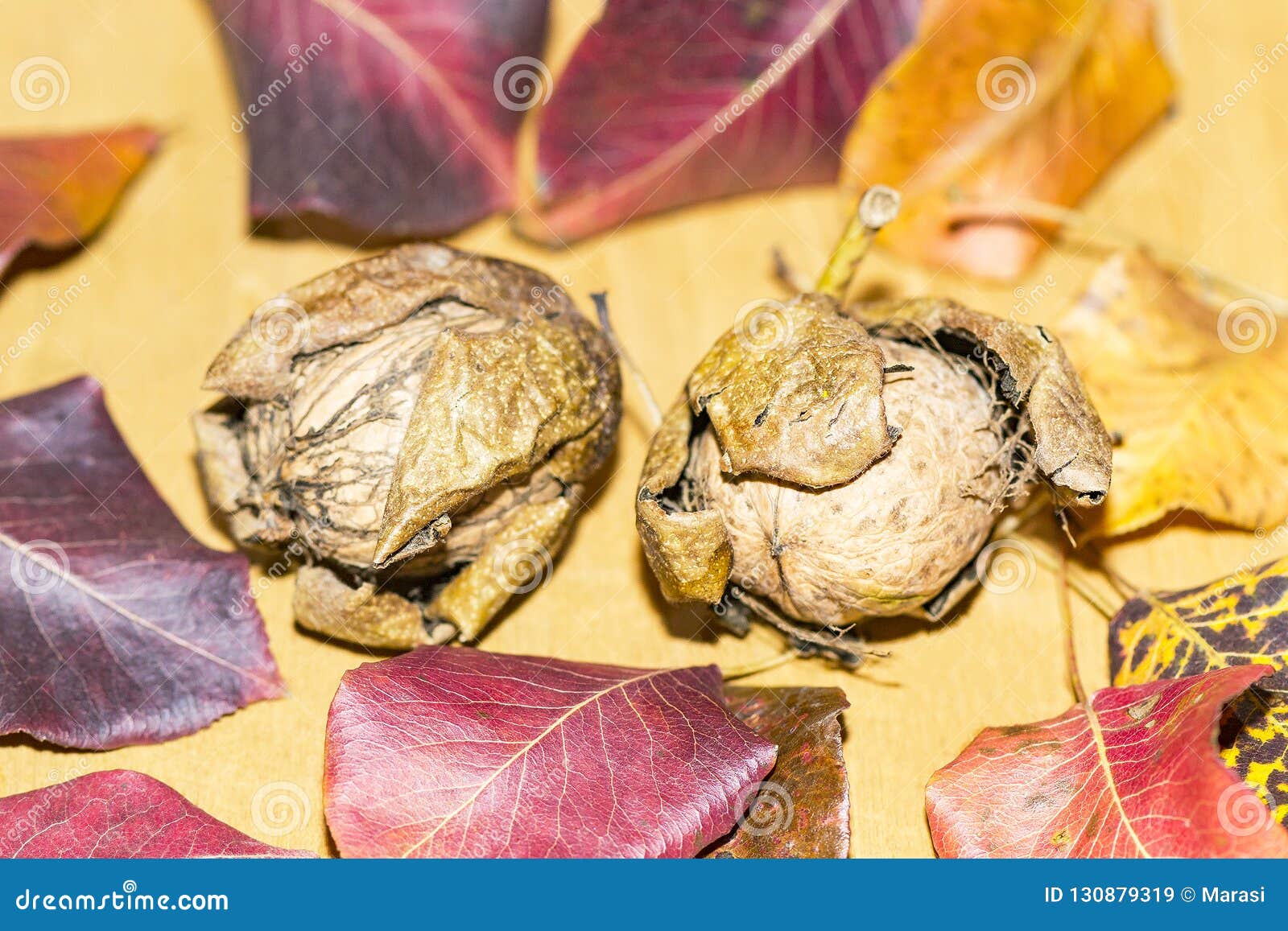 Two Walnuts in Colorful Autumn Leaves Stock Image - Image of november ...