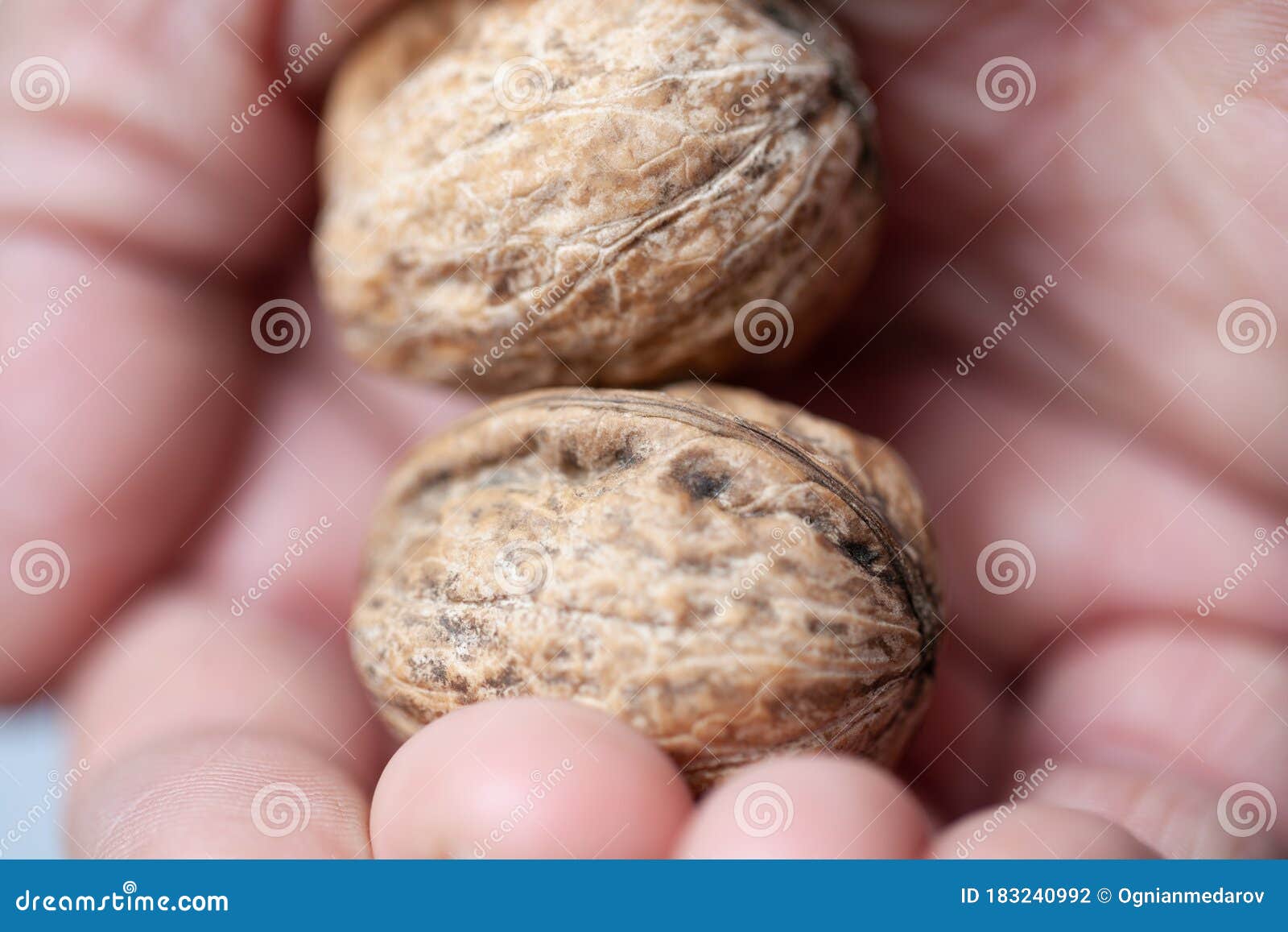 Two Walnuts in a Hand stock photo. Image of macro, fruit - 183240992
