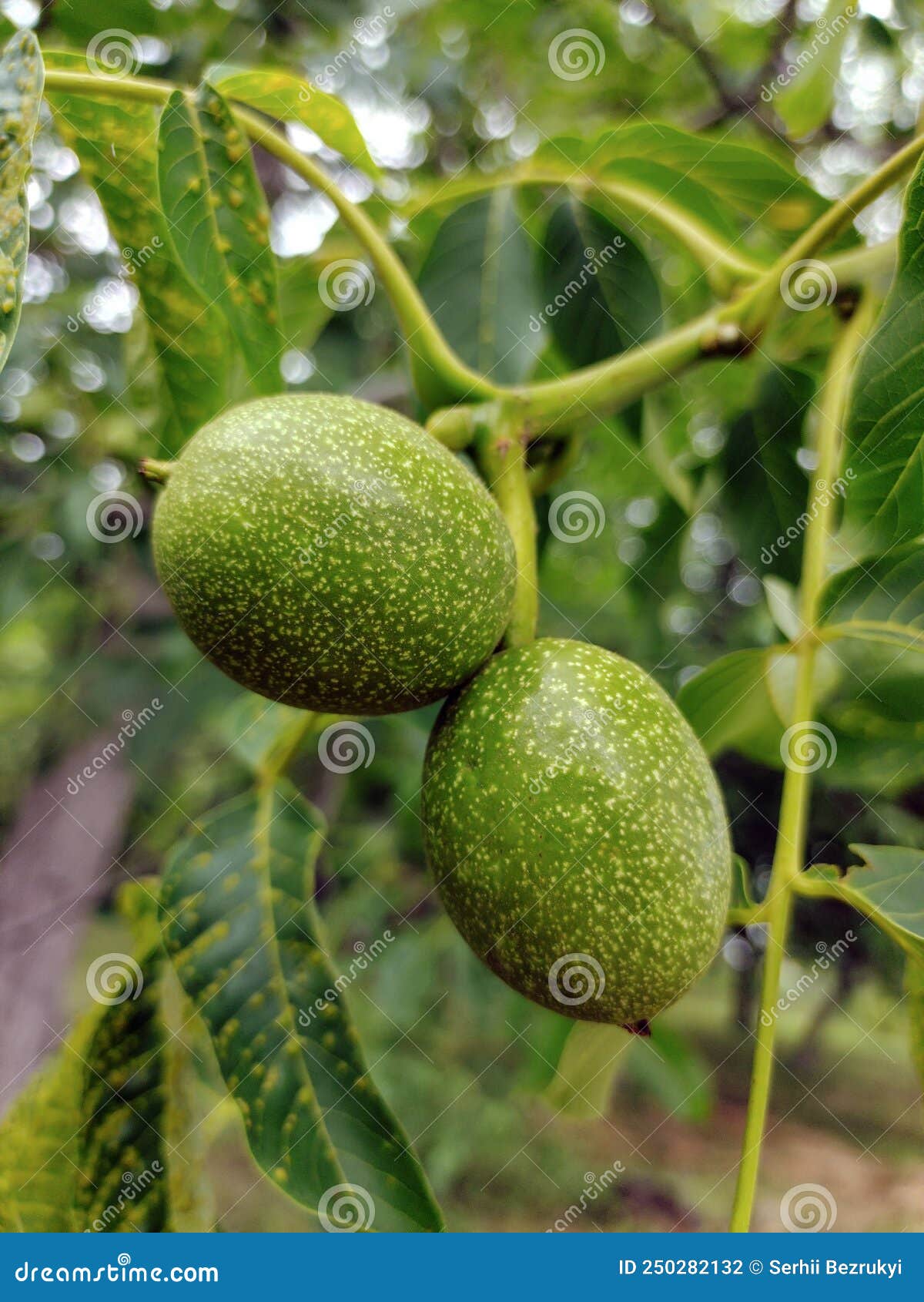 Two Walnuts Hang on a Tree Close-up. Leaves Background Blurred Stock ...
