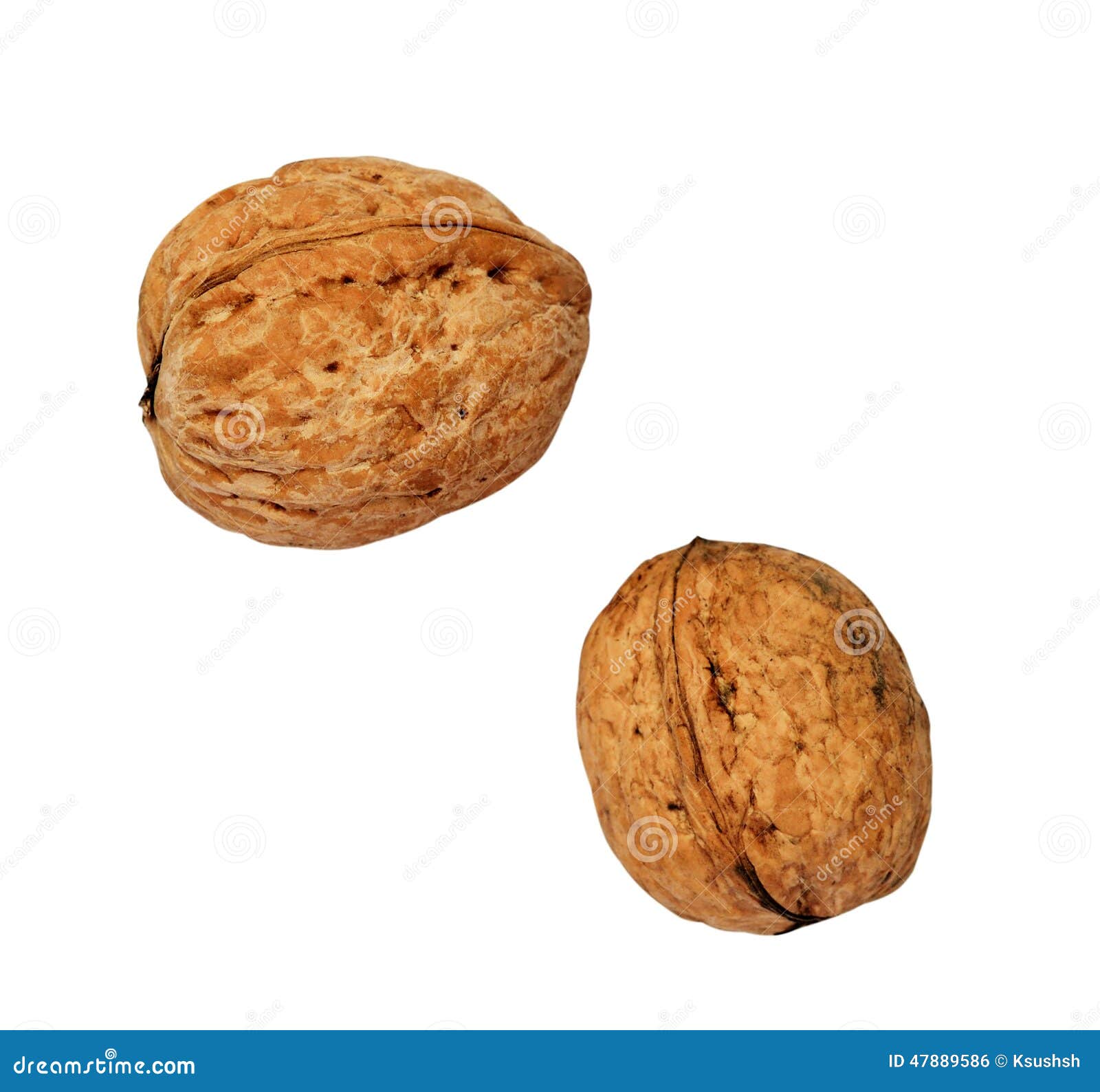 Two walnuts stock photo. Image of healthy, isolated, food - 47889586